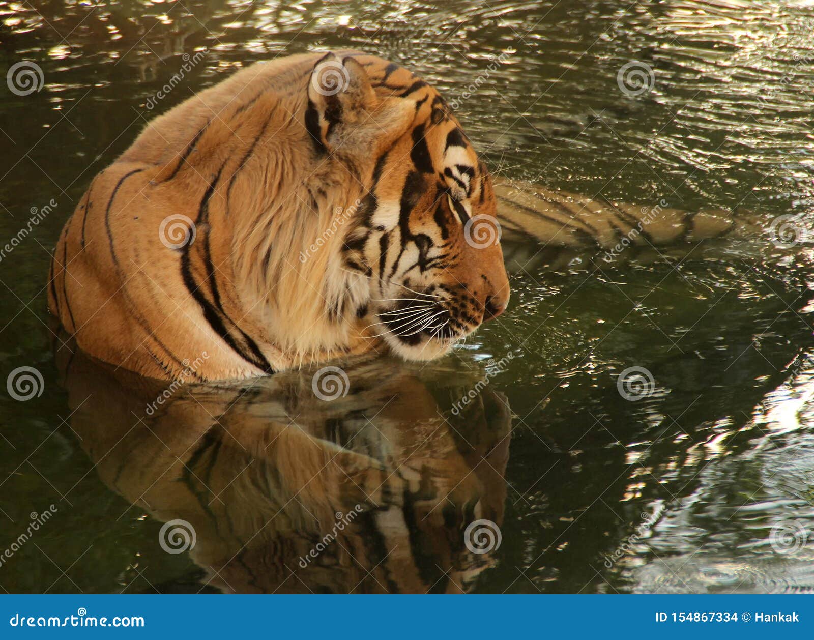 Tiger relaxing in water stock photo. Image of hunter - 154867334