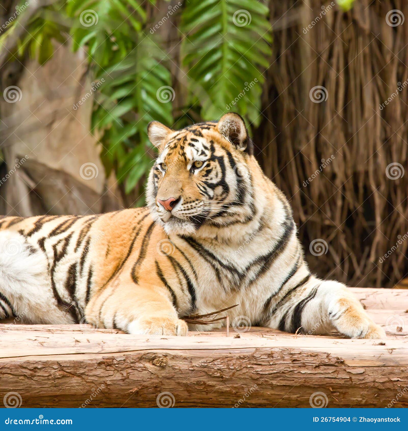 Tiger rest stock photo. Image of gaze, beast, hunt, expression - 26754904