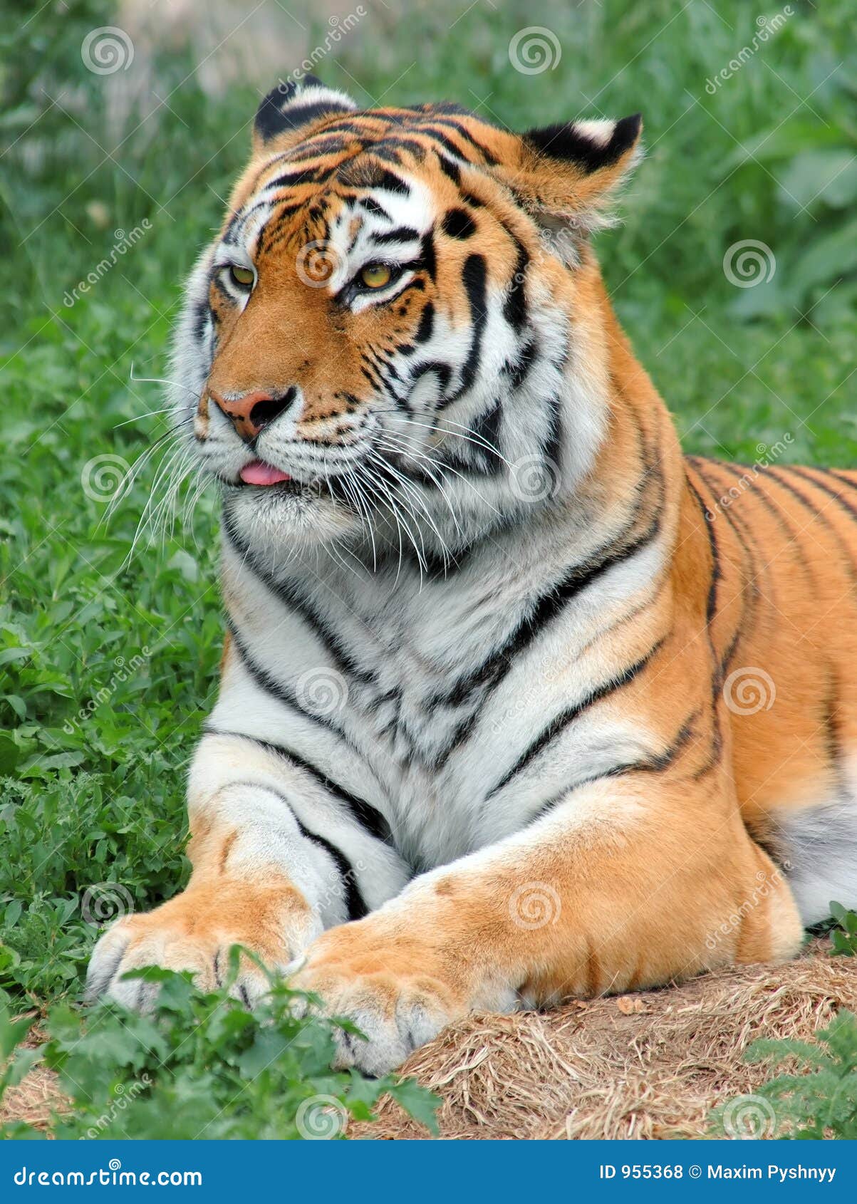 Tiger at rest stock photo. Image of ferocious, fangs, cats - 955368