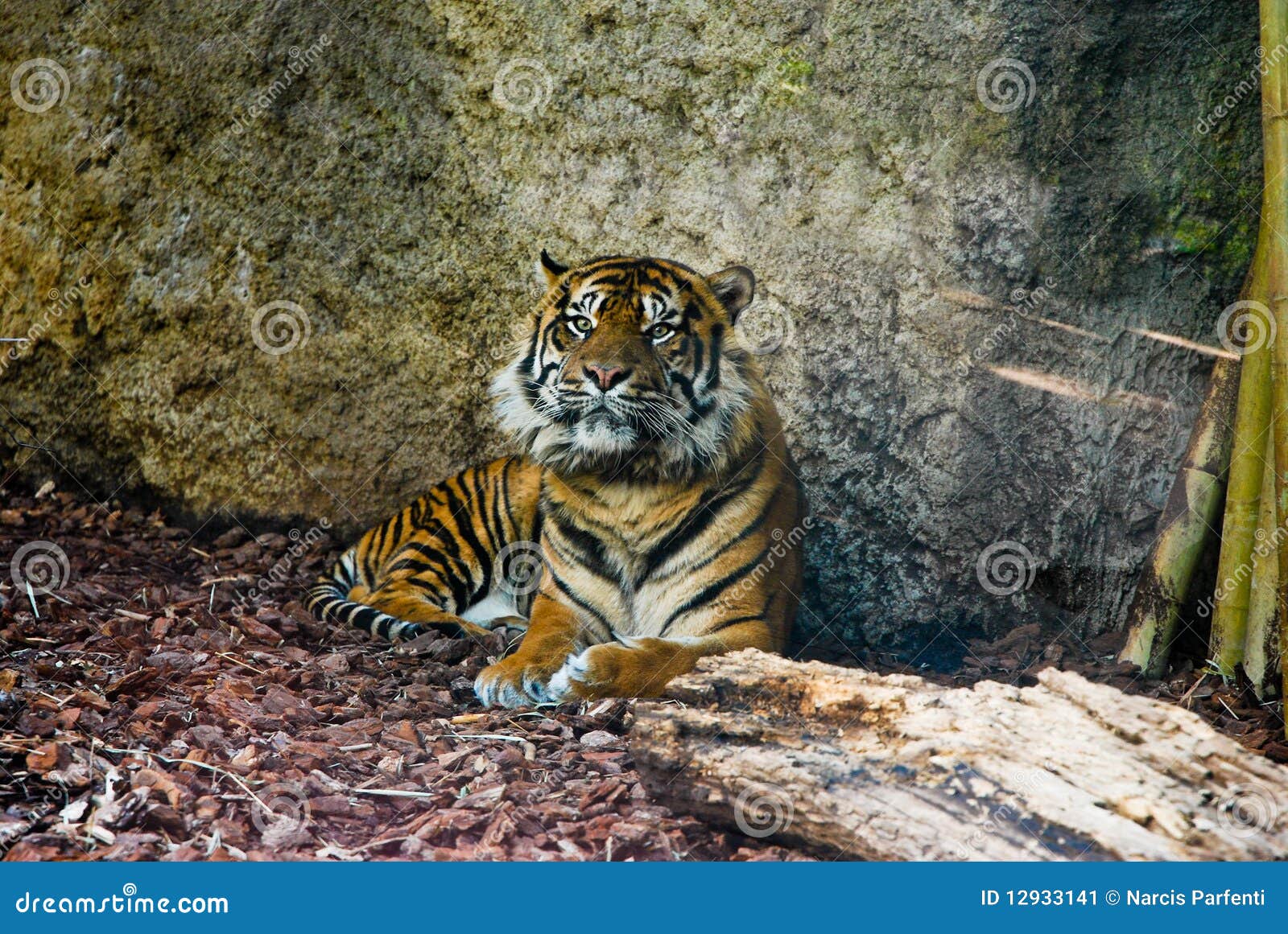 Tiger Resting stock image. Image of exotic, asia, land - 12933141