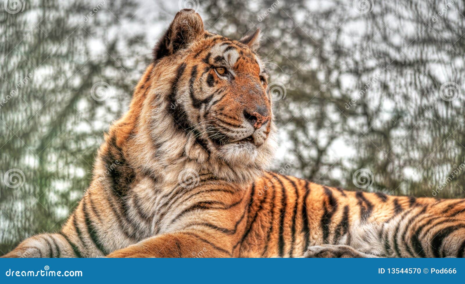 Tiger resting stock photo. Image of mouth, jungle, staring - 13544570