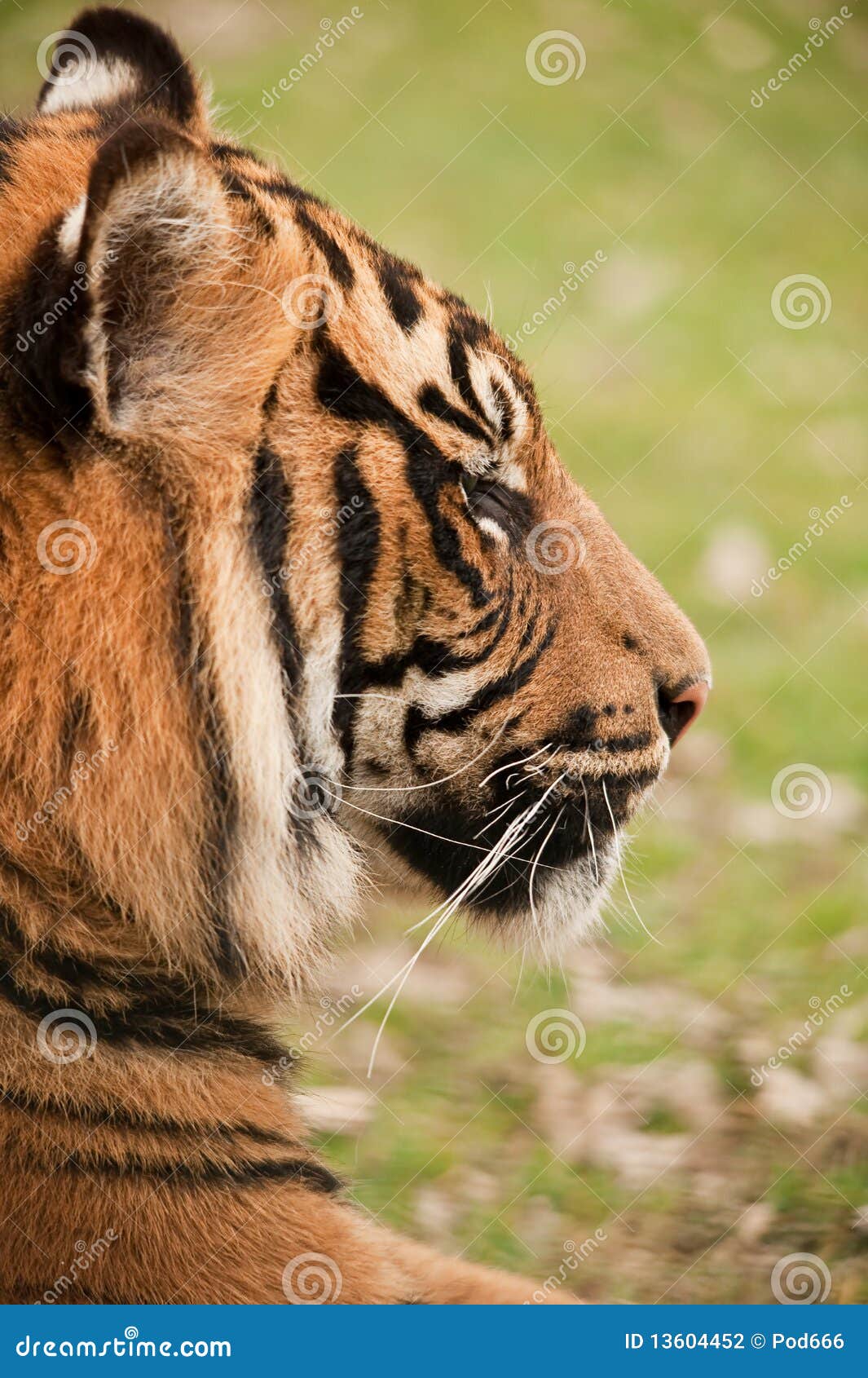 Tiger resting stock photo. Image of jungle, stalk, feline - 13604452