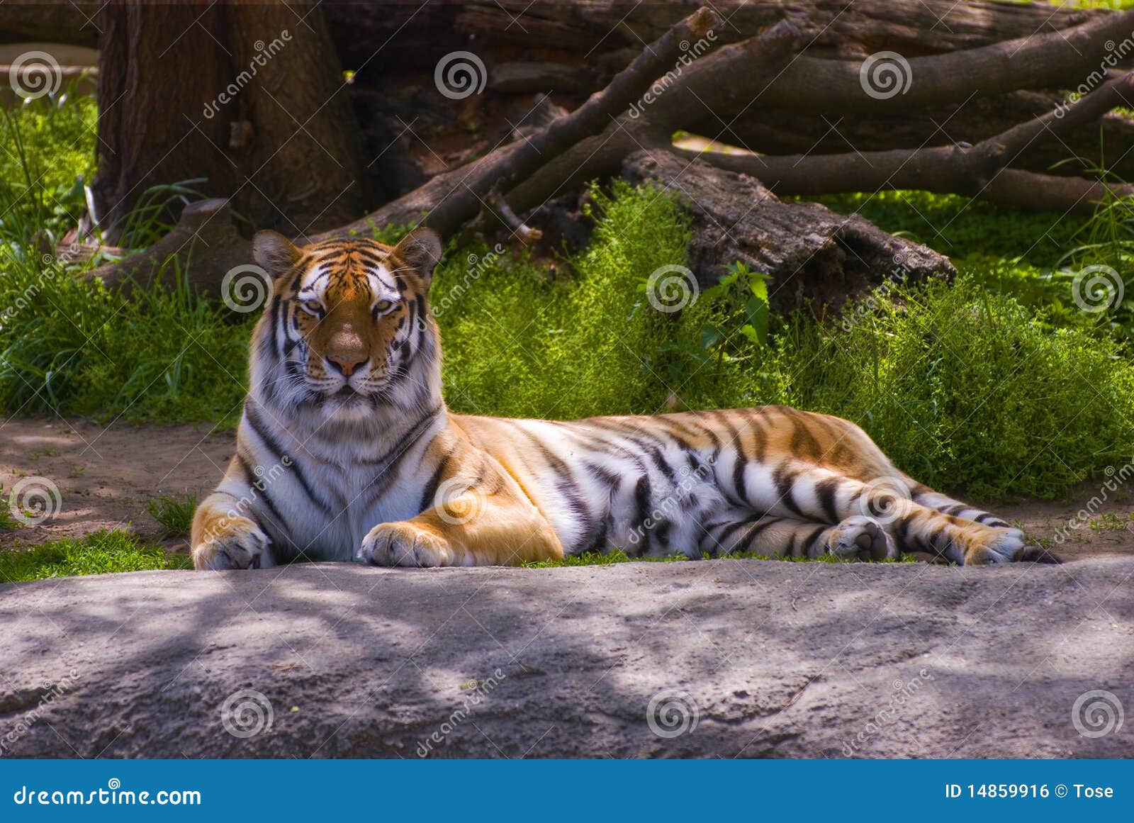 Tiger resting stock photo. Image of hunter, carnivore - 14859916