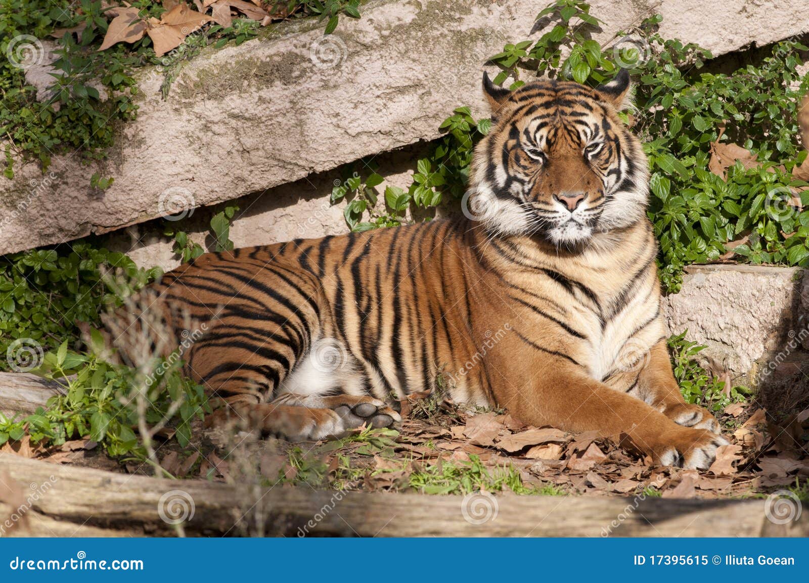 Tiger resting stock image. Image of feline, jungle, wild - 17395615