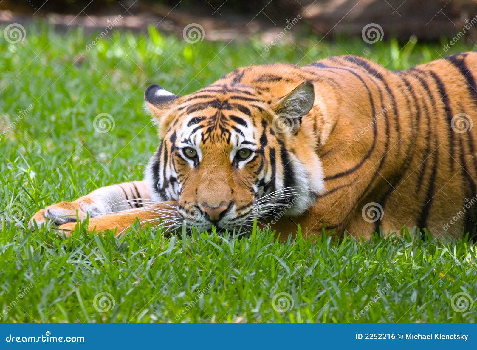 Tiger Resting stock photo. Image of grass, animal, mammal - 2252216