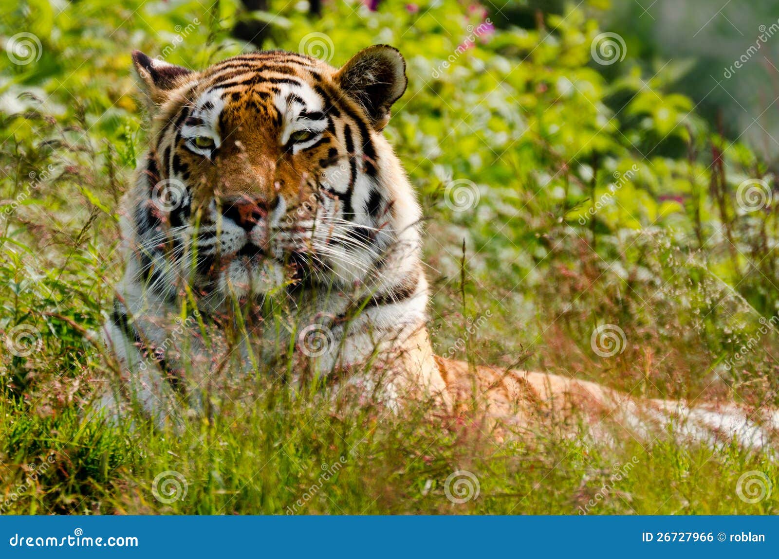 Tiger resting stock photo. Image of tired, frightful - 26727966