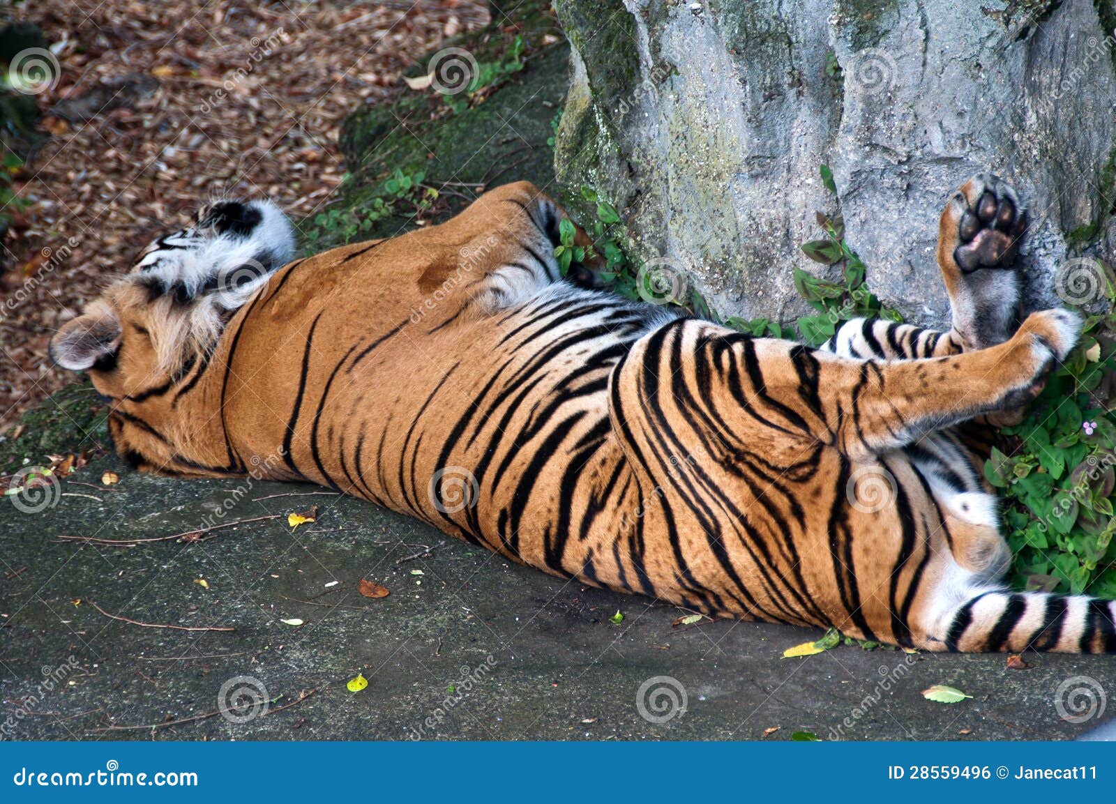Tiger resting stock photo. Image of sleeping, animal - 28559496