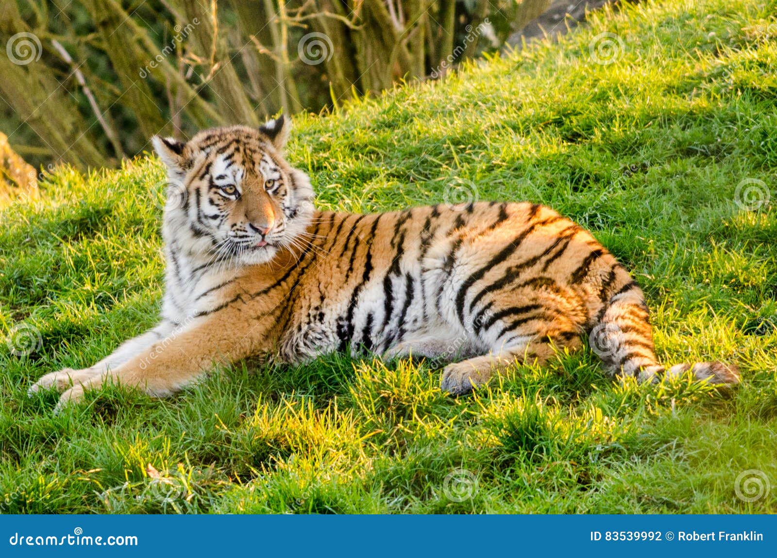 Tiger Resting 1 foto de archivo. Imagen de inmoralidad - 83539992
