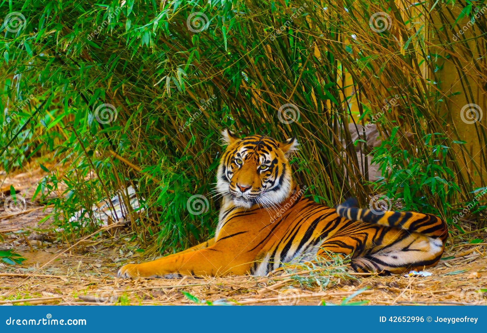 Tiger stock photo. Image of resting, stripes, eyes, fierce - 42652996