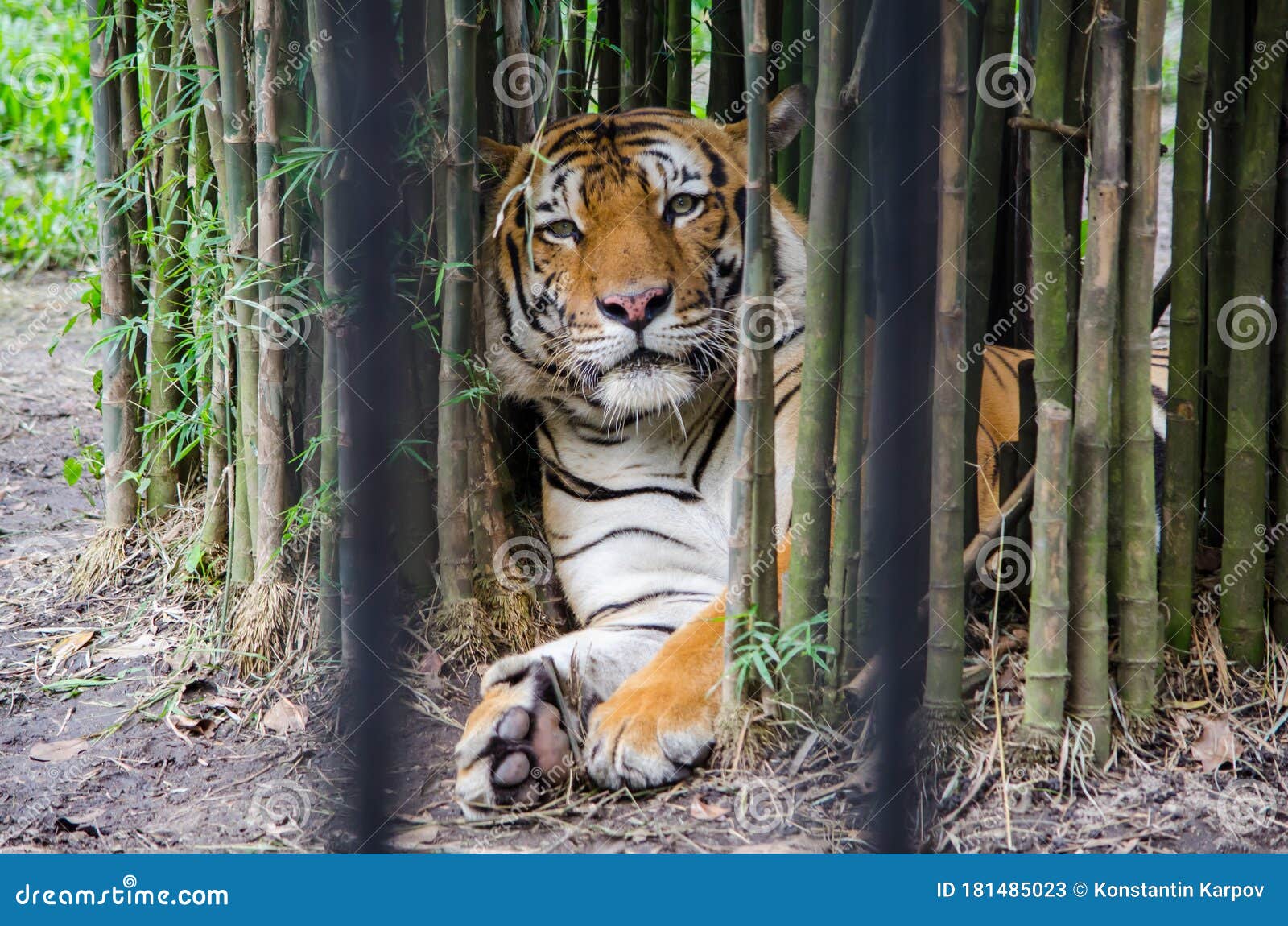Tiger Resting between Bamboo Trees in a Zoo Stock Image - Image of ...