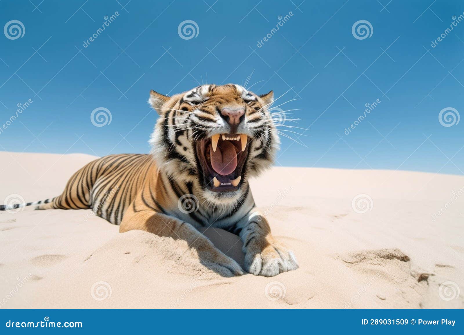 Tiger Resting on the Beach Nature View Stock Image - Image of rest ...
