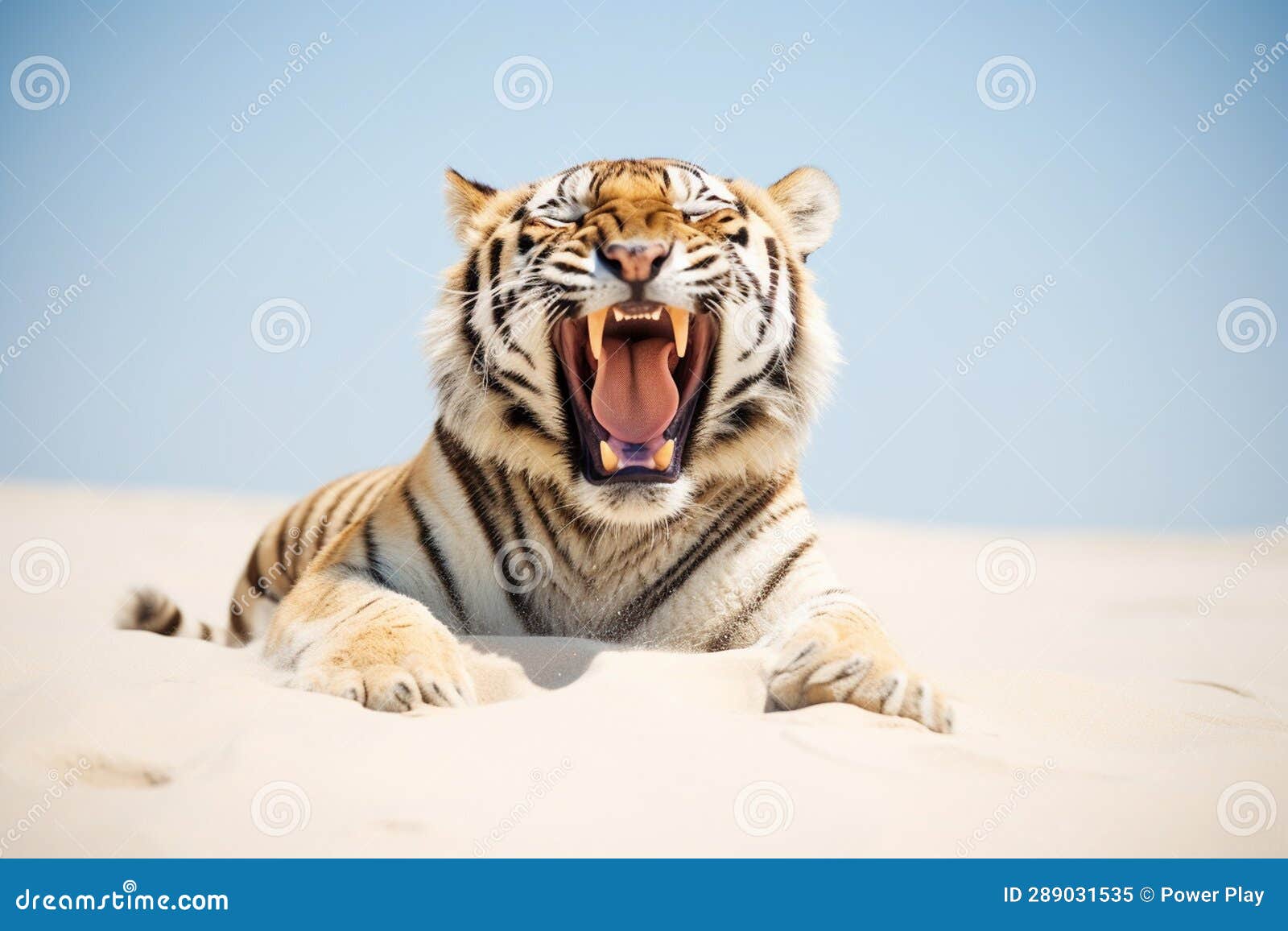 Tiger Resting on the Beach Nature View Stock Illustration ...
