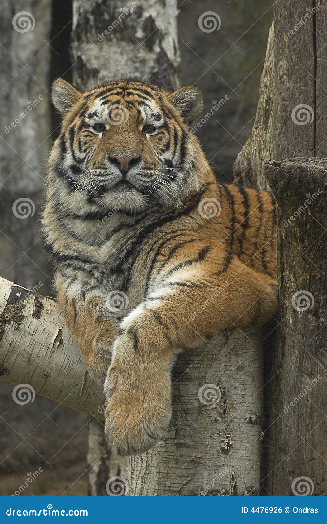Tiger Resting on the Birch Branch Stock Photo - Image of lying ...