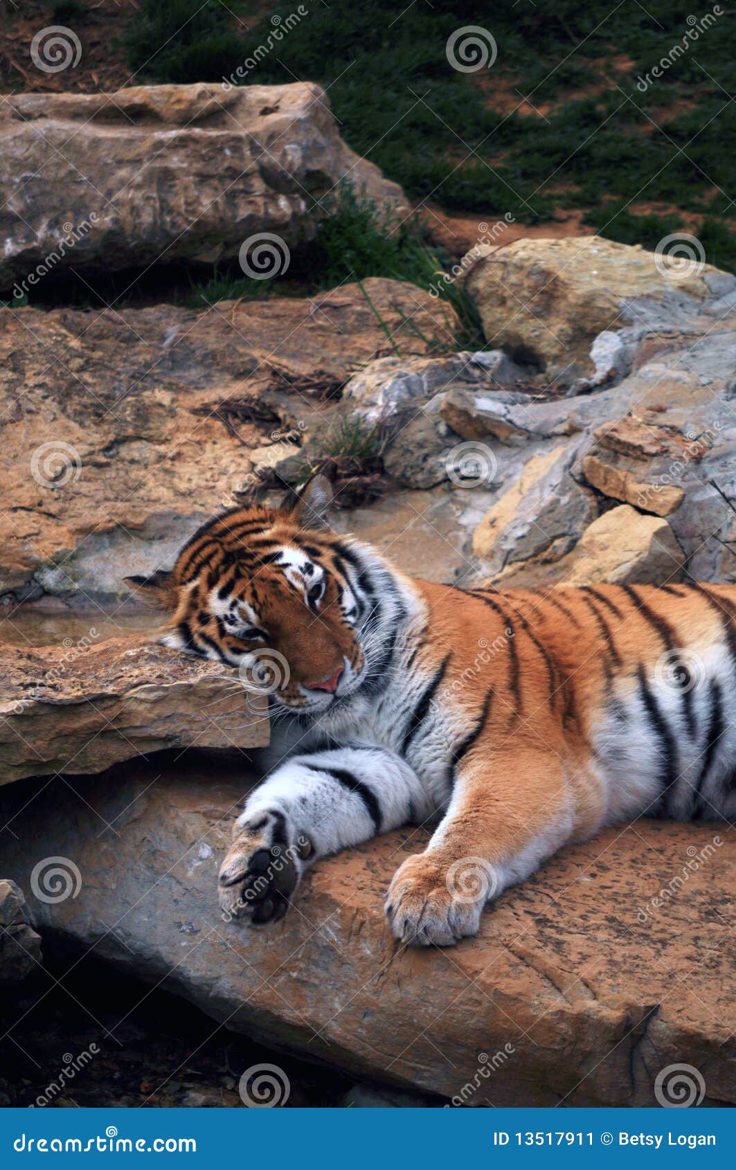 Tiger Resting- closeup stock image. Image of beautiful - 13517911