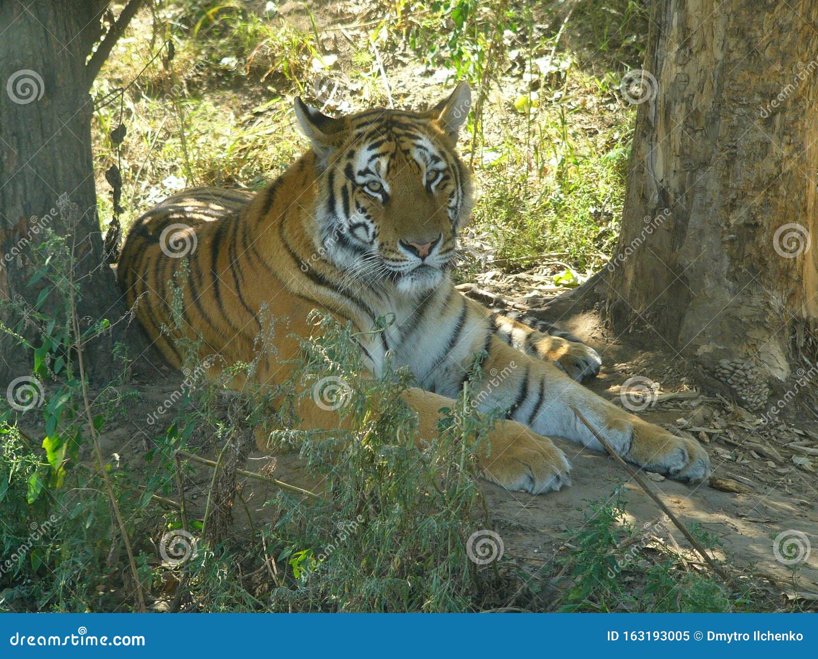The Tiger is Resting on Freedom Stock Image - Image of dangerous ...