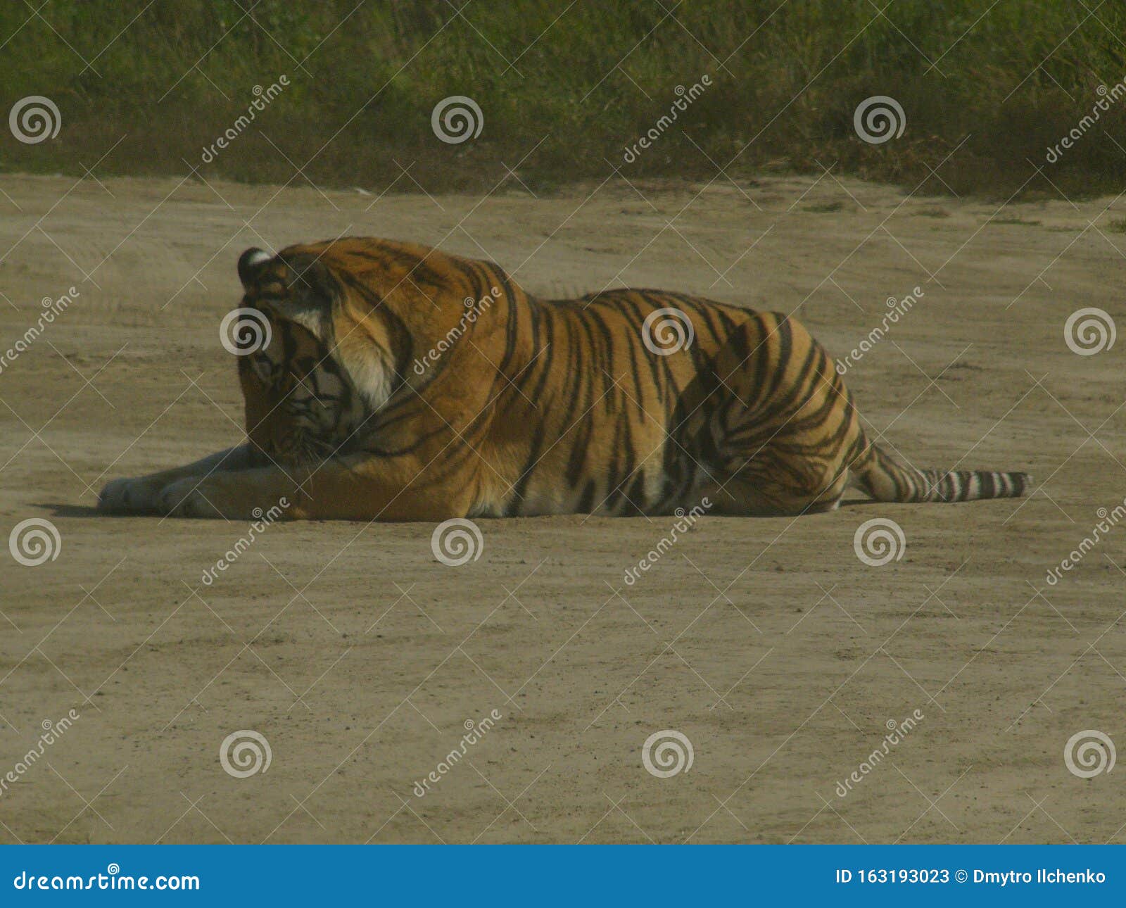 The Tiger is Resting on Freedom Stock Image - Image of jungle ...