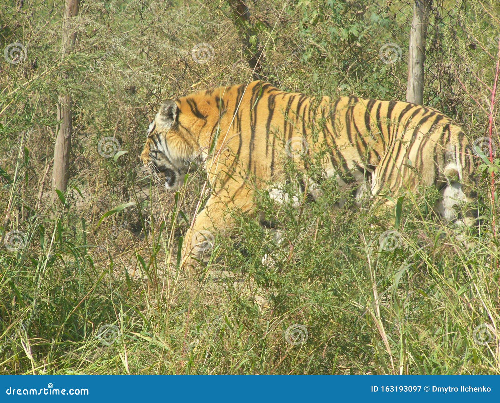 The Tiger is Resting on Freedom Stock Image - Image of siberian, jungle ...