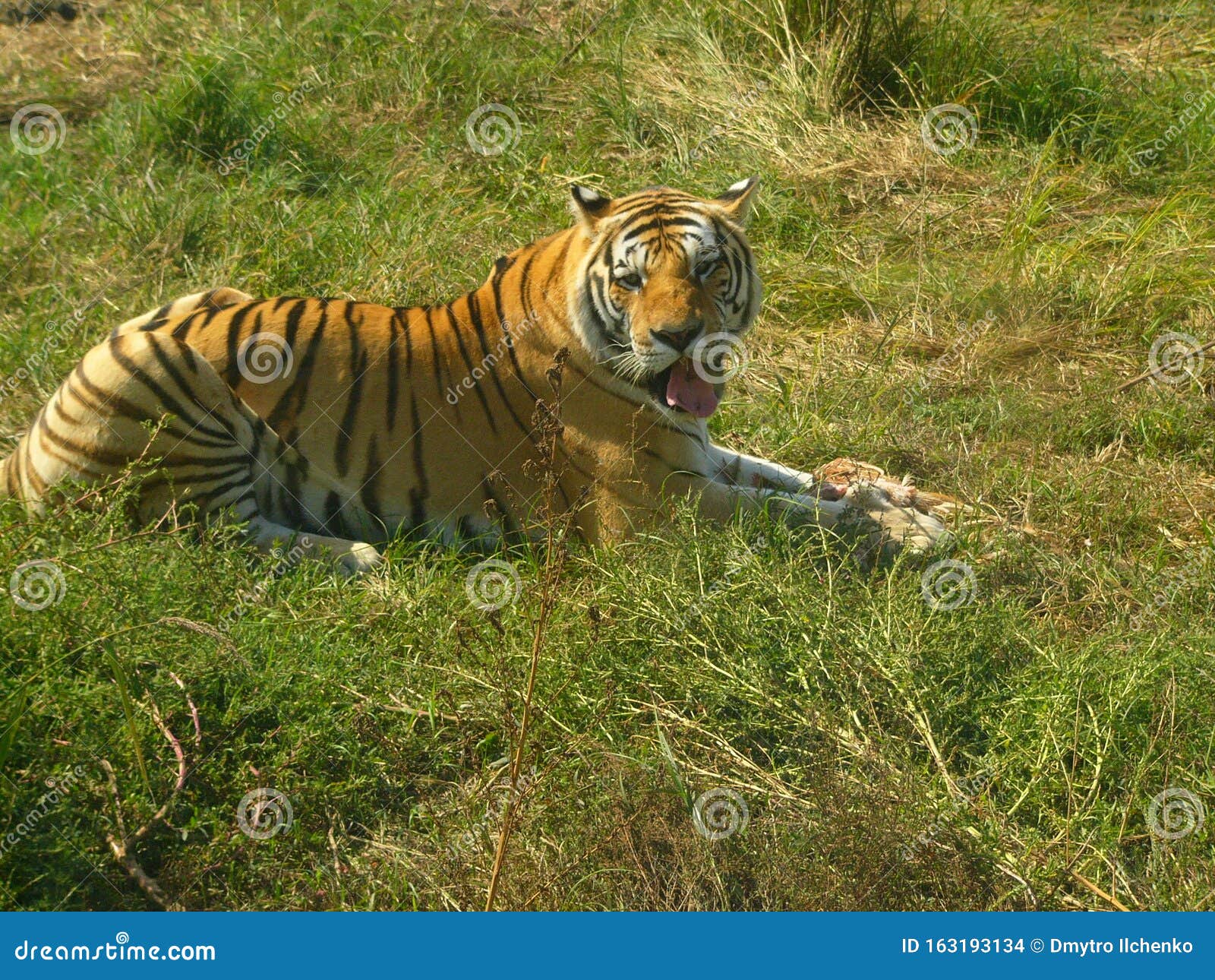 The Tiger is Resting on Freedom Stock Photo - Image of animal, danger ...