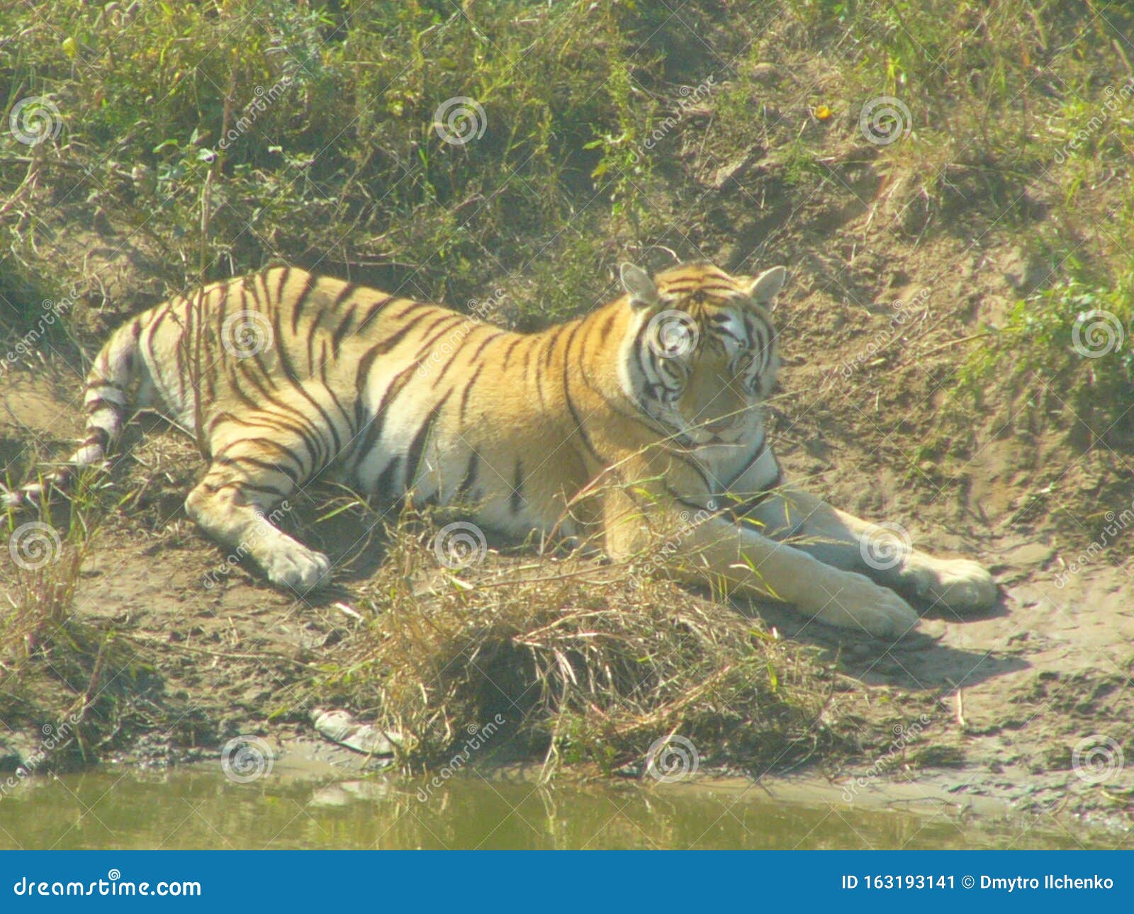The Tiger is Resting on Freedom Stock Image - Image of animal, feline ...