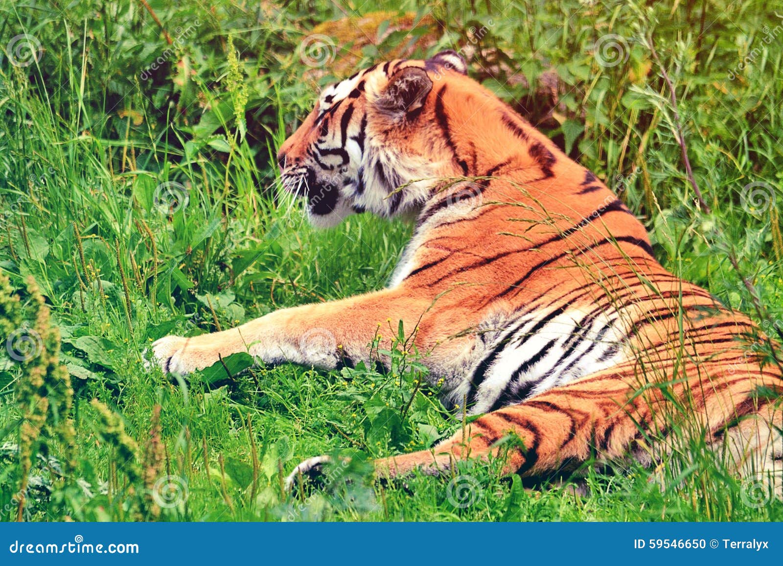 Tiger stock photo. Image of rests, wildlife, grass, life - 59546650