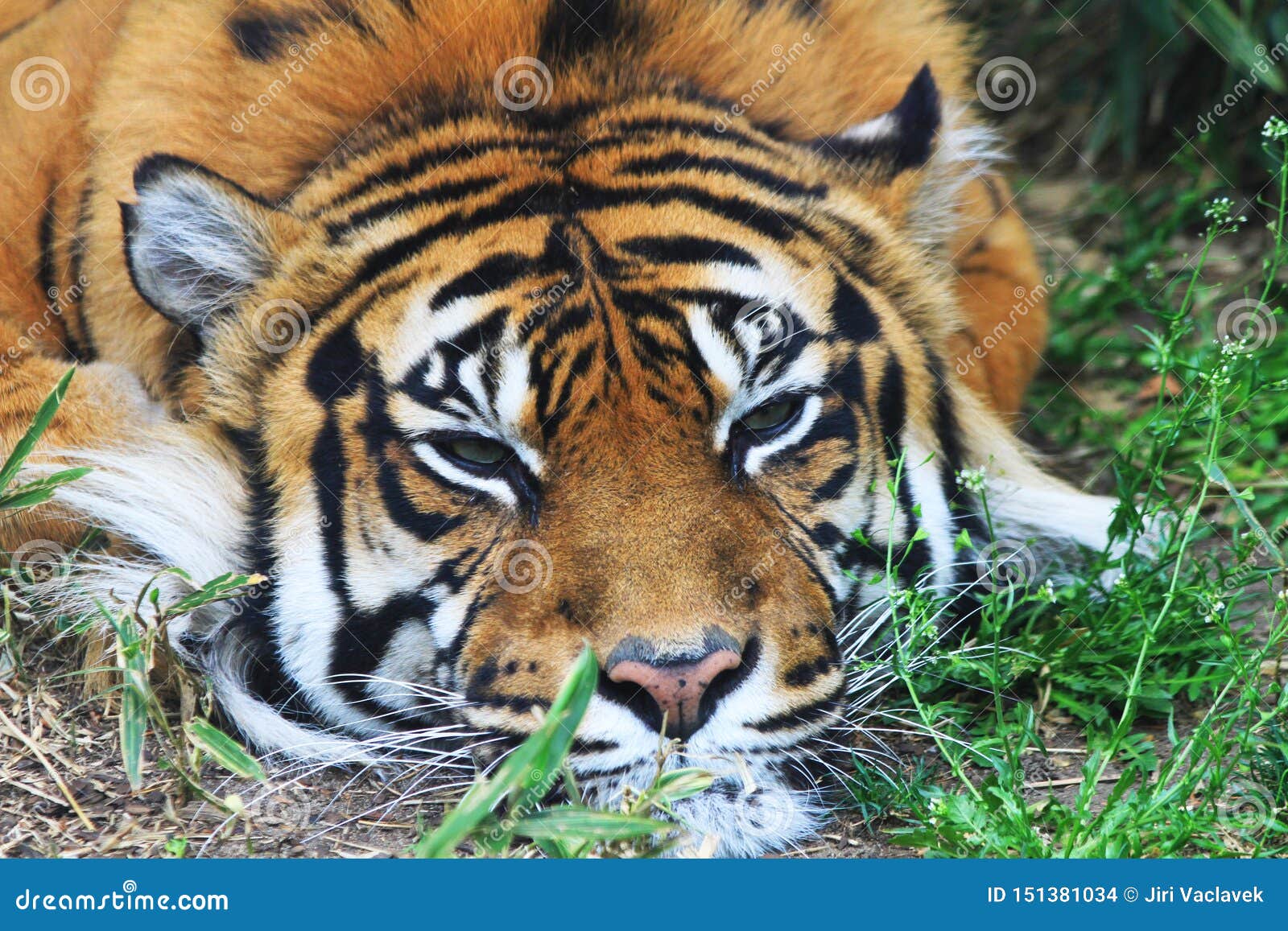 Tiger is Resting in the Green Grass Stock Photo - Image of wildlife ...