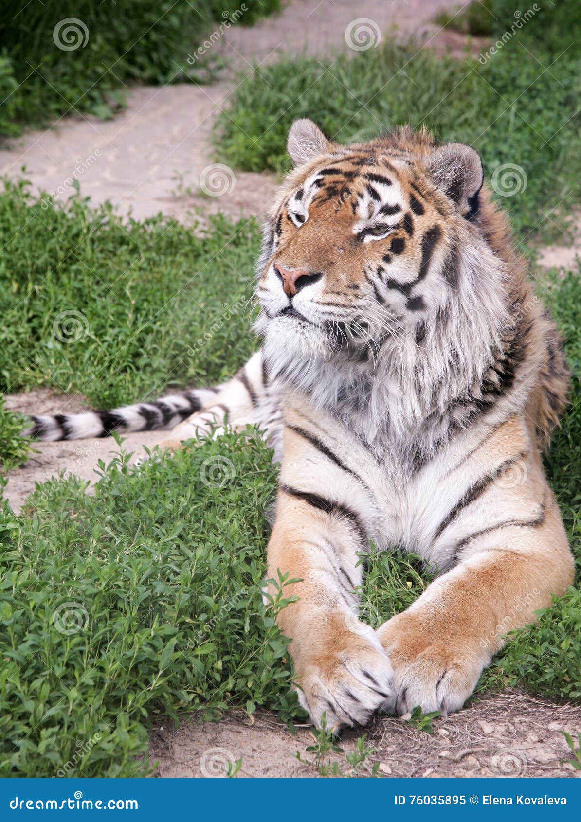 Tiger Resting on the Green Grass Stock Image - Image of beauty, laying ...