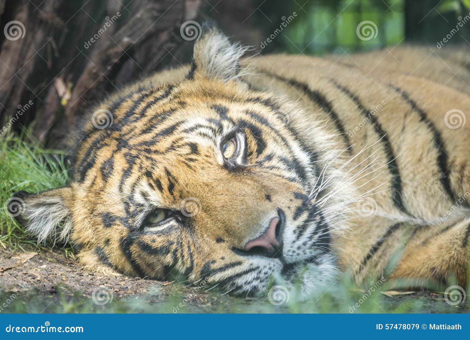 Tiger Resting at the Ground Stock Image - Image of sleeping, siberian ...