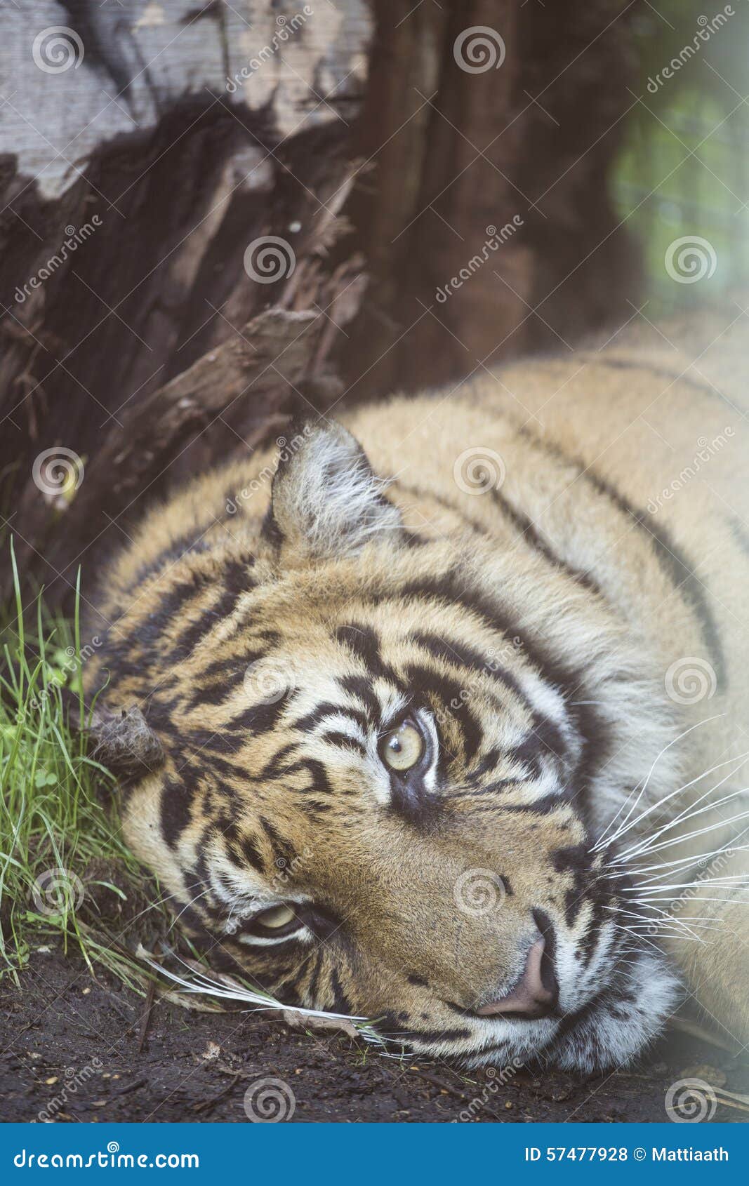 Tiger Resting at the Ground Stock Photo - Image of resting, feline ...