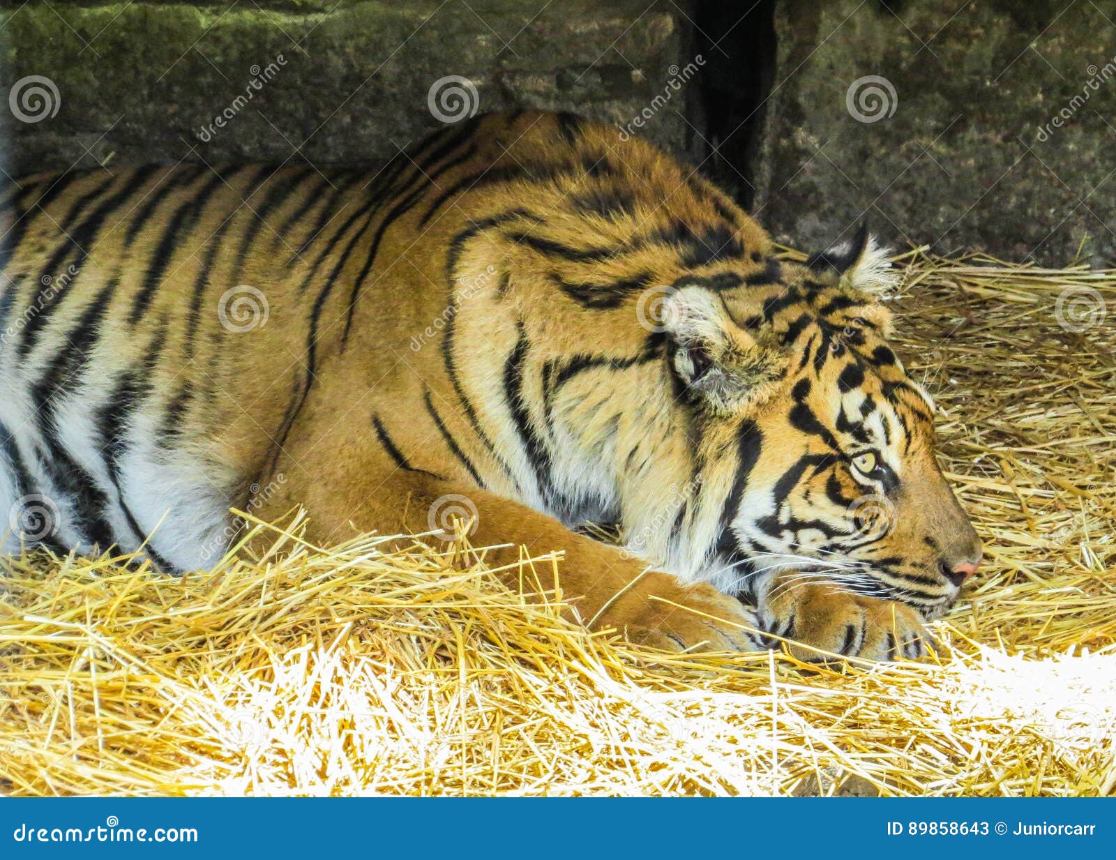 Tiger resting stock image. Image of dangerous, stripes - 89858643