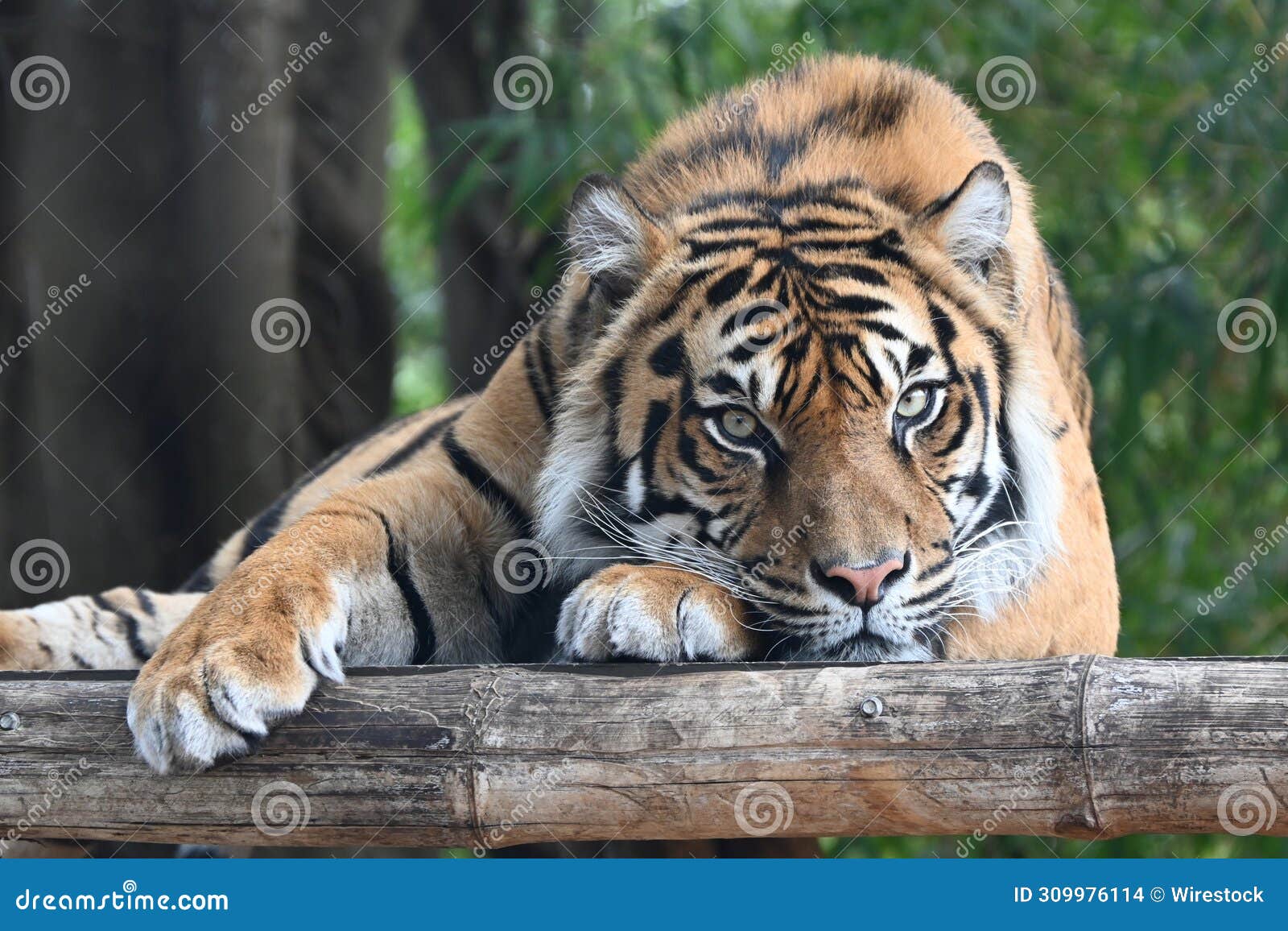 Tiger Resting on a Log with Paws Draped Over Stock Photo - Image of ...
