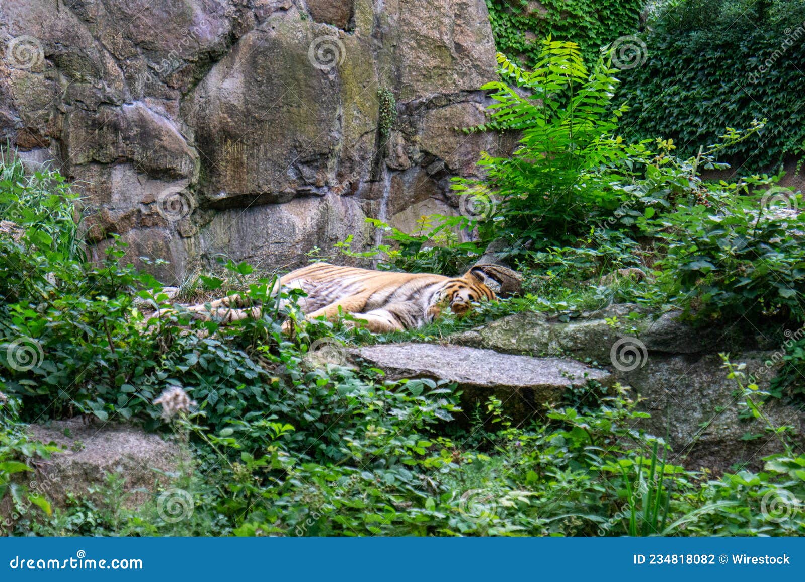 Tiger Resting Near the Cliff in a Jungle Stock Photo - Image of beauty ...