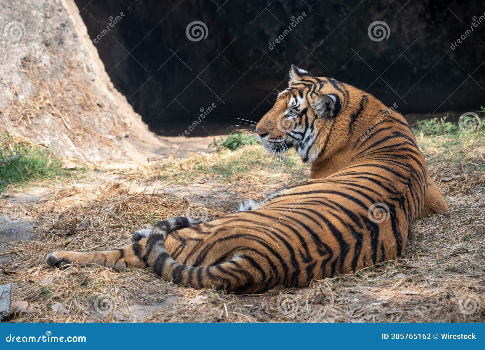 Tiger Resting and Observing Surroundings Near the Cave Stock Photo ...