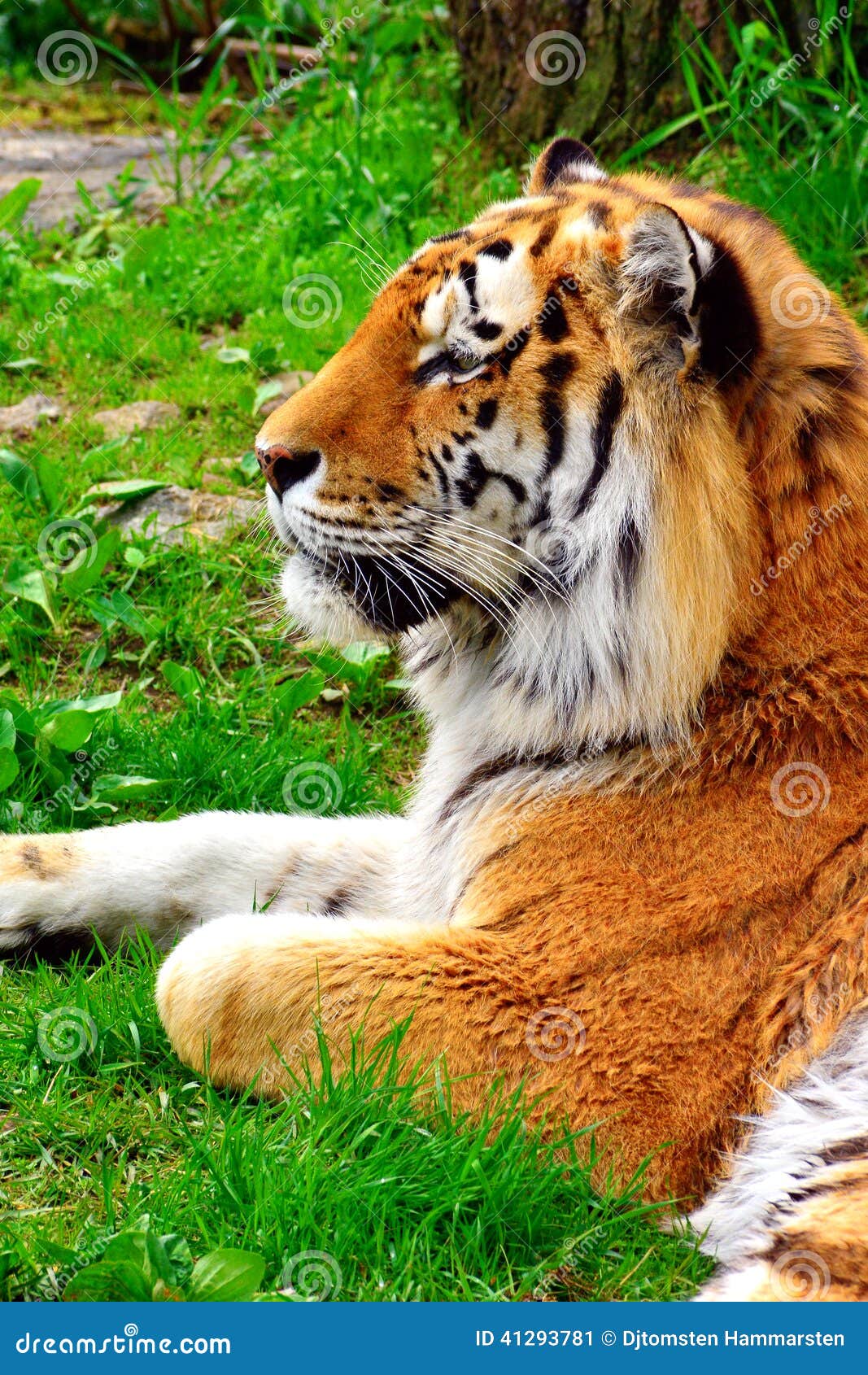 Tiger resting stock image. Image of panthera, national - 41293781