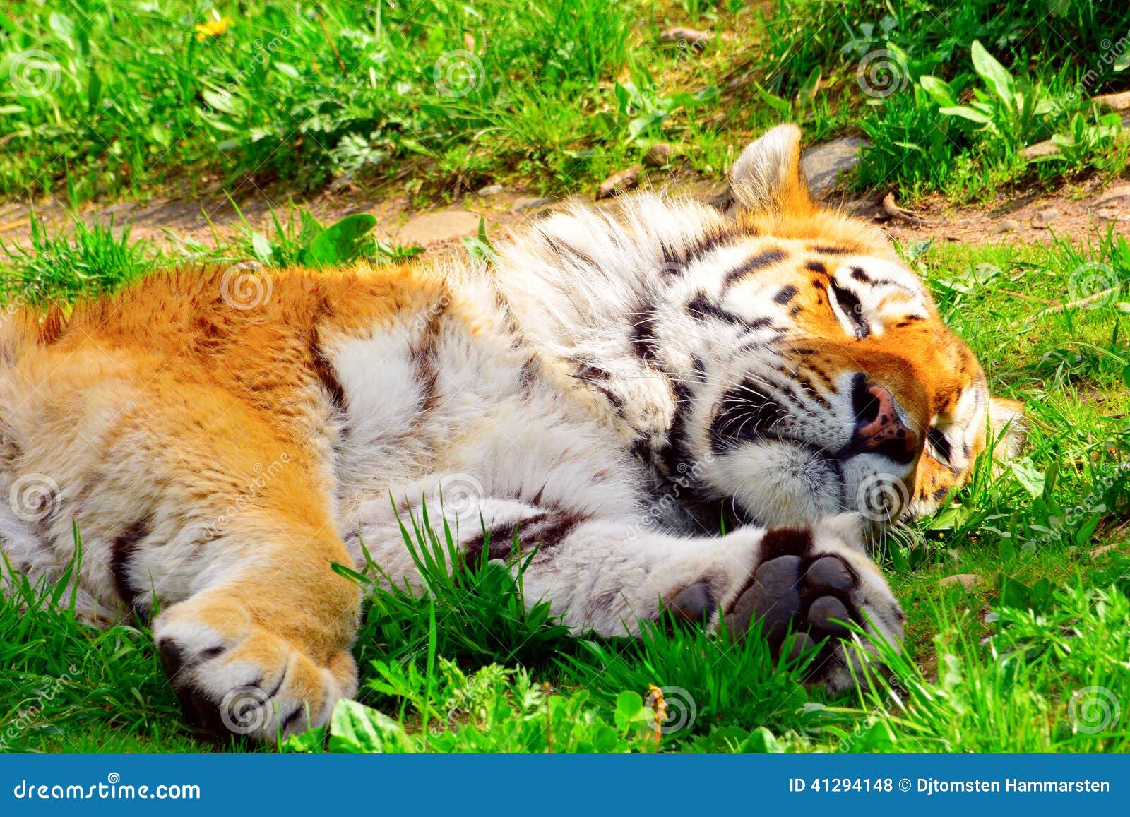 Tiger resting stock photo. Image of nature, powerful - 41294148
