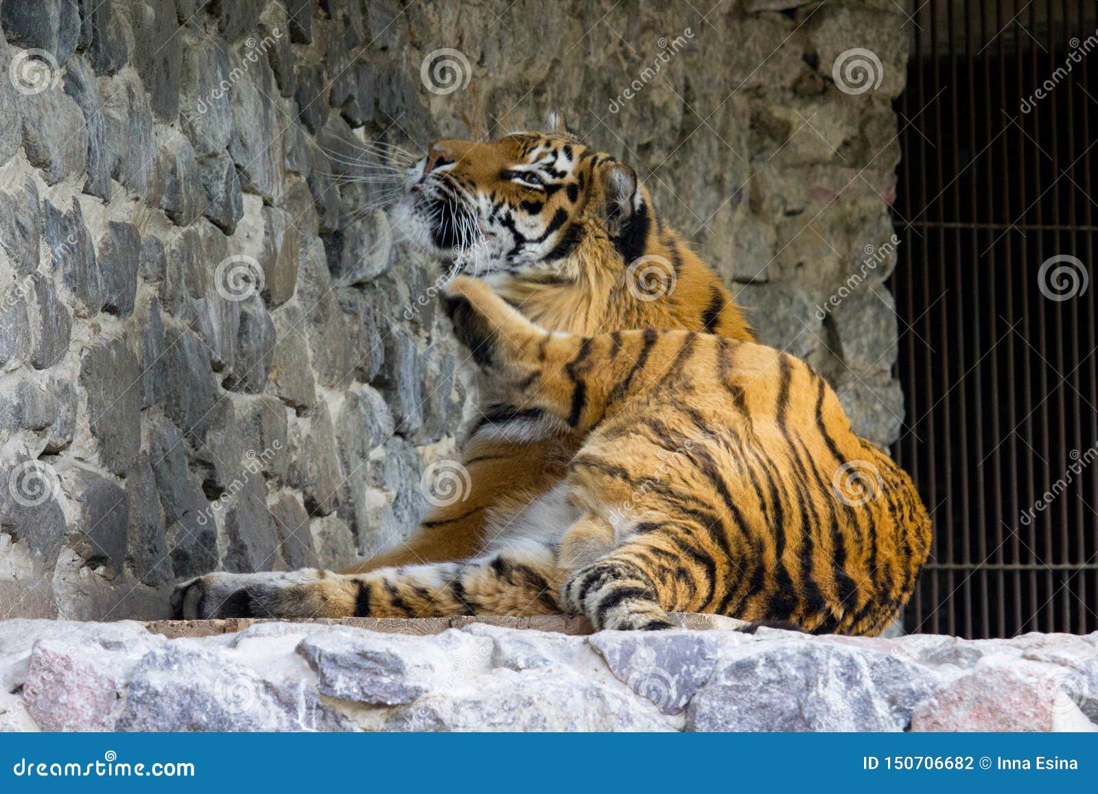 Tiger resting stock photo. Image of nature, carnivore - 150706682