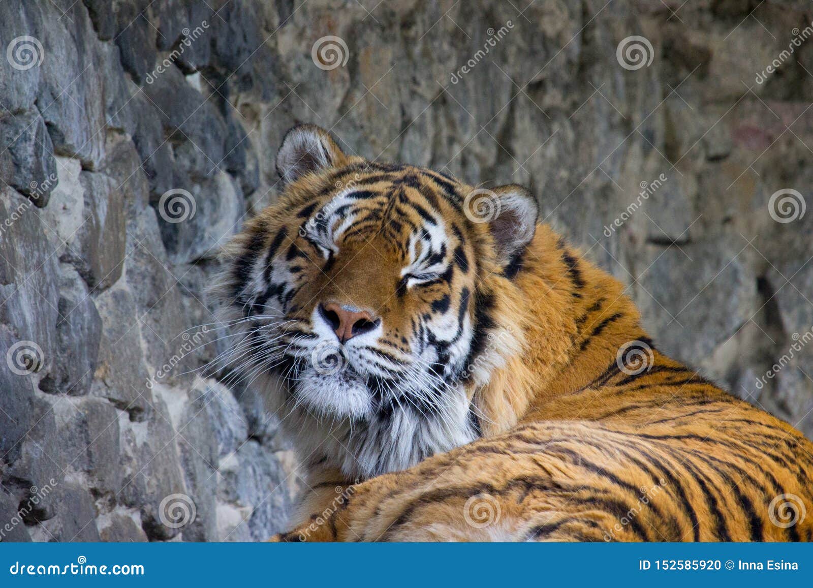 Tiger resting stock photo. Image of animal, tigers, wild - 152585920