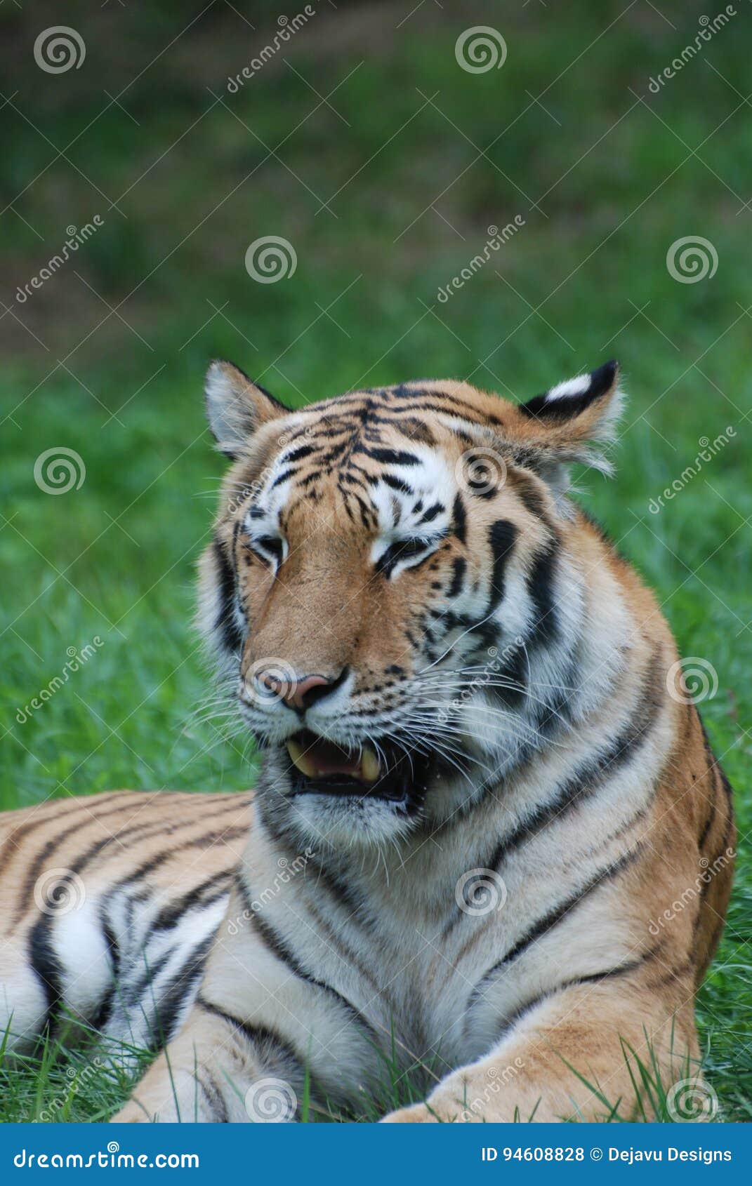Tiger Resting Splendido Nel Sole Fotografia Stock - Immagine di nave ...