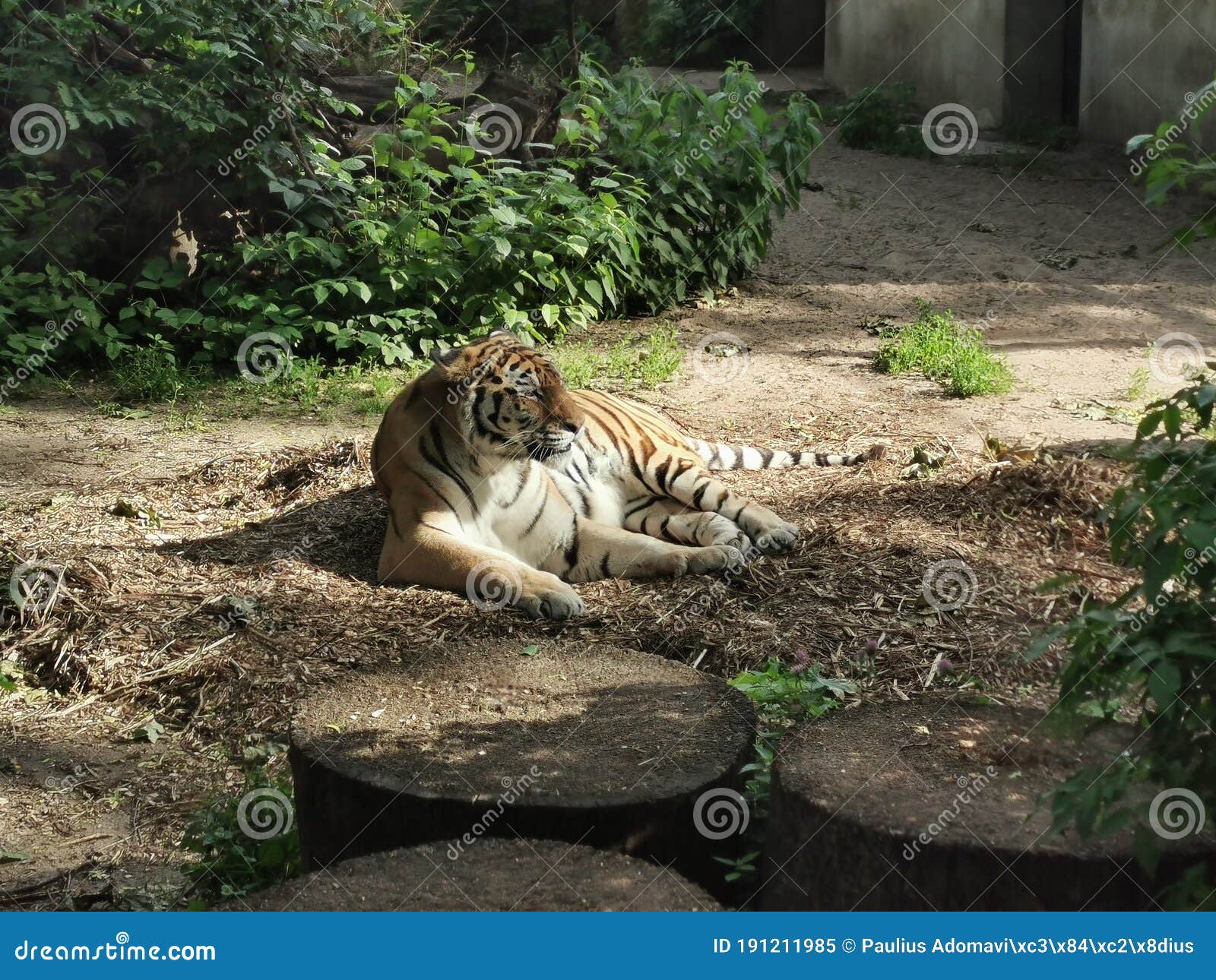 Tiger resting in sun stock image. Image of animal, tiger - 191211985