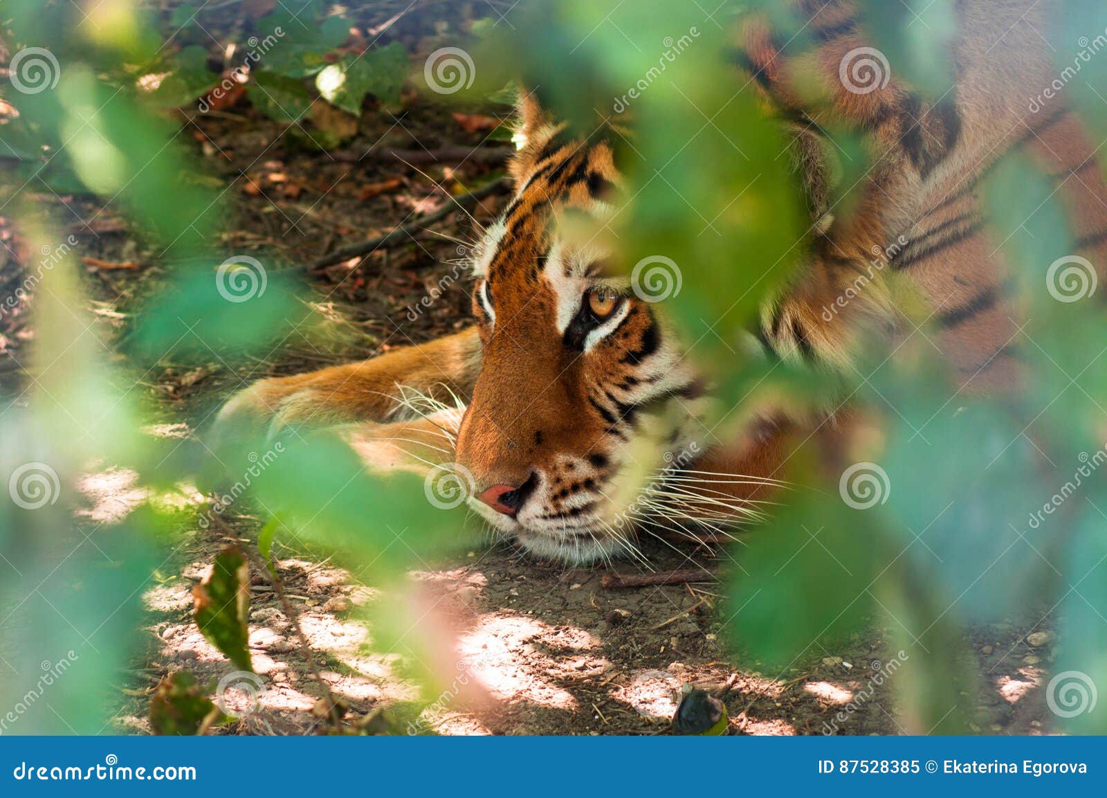 Tiger stock image. Image of mammal, tiger, leaves, safari - 87528385