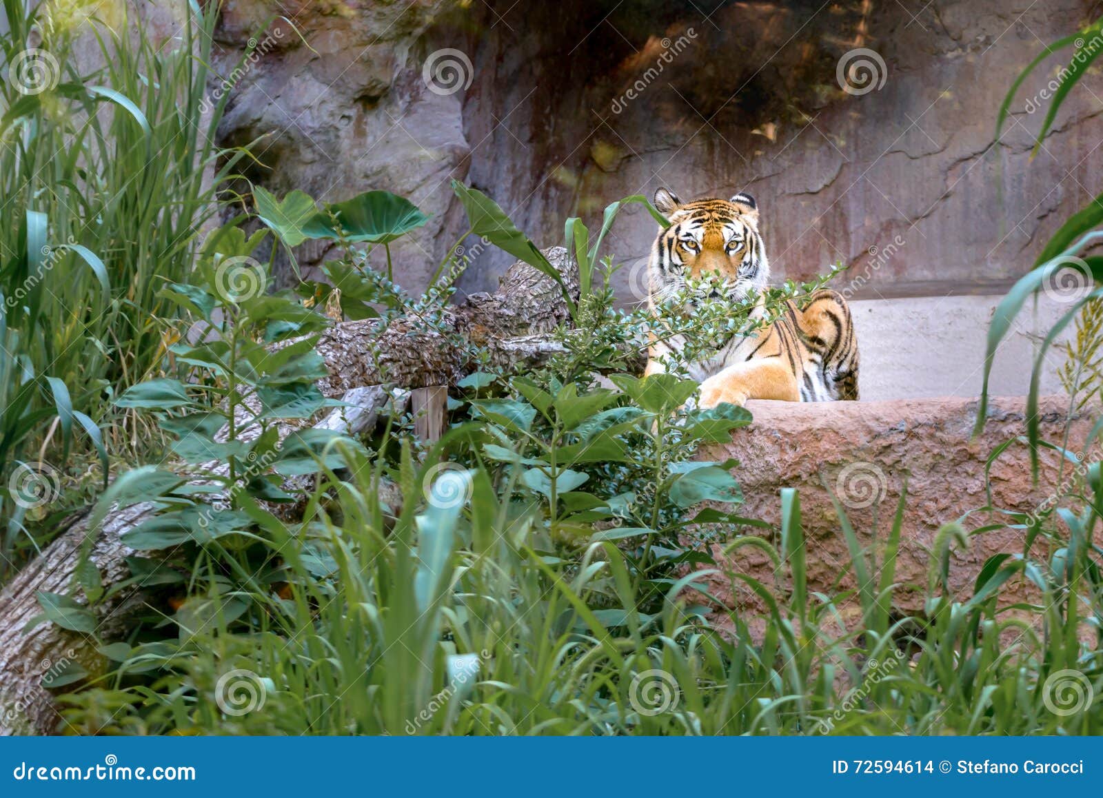 Tiger resting stock photo. Image of wildlife, feline - 72594614