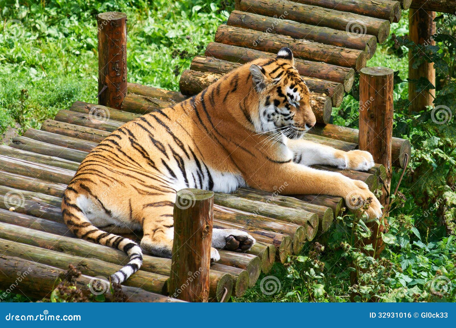 Tiger resting stock photo. Image of beast, danger, mammal - 32931016