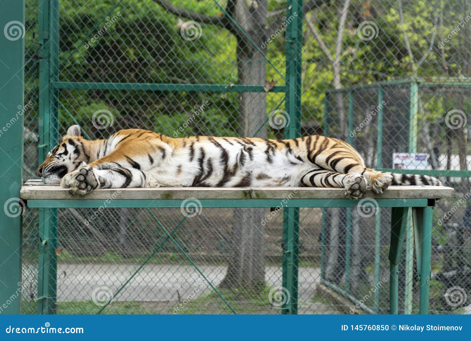 Tiger Resting on a Wooden Platform Stock Photo - Image of mouth, tiger ...