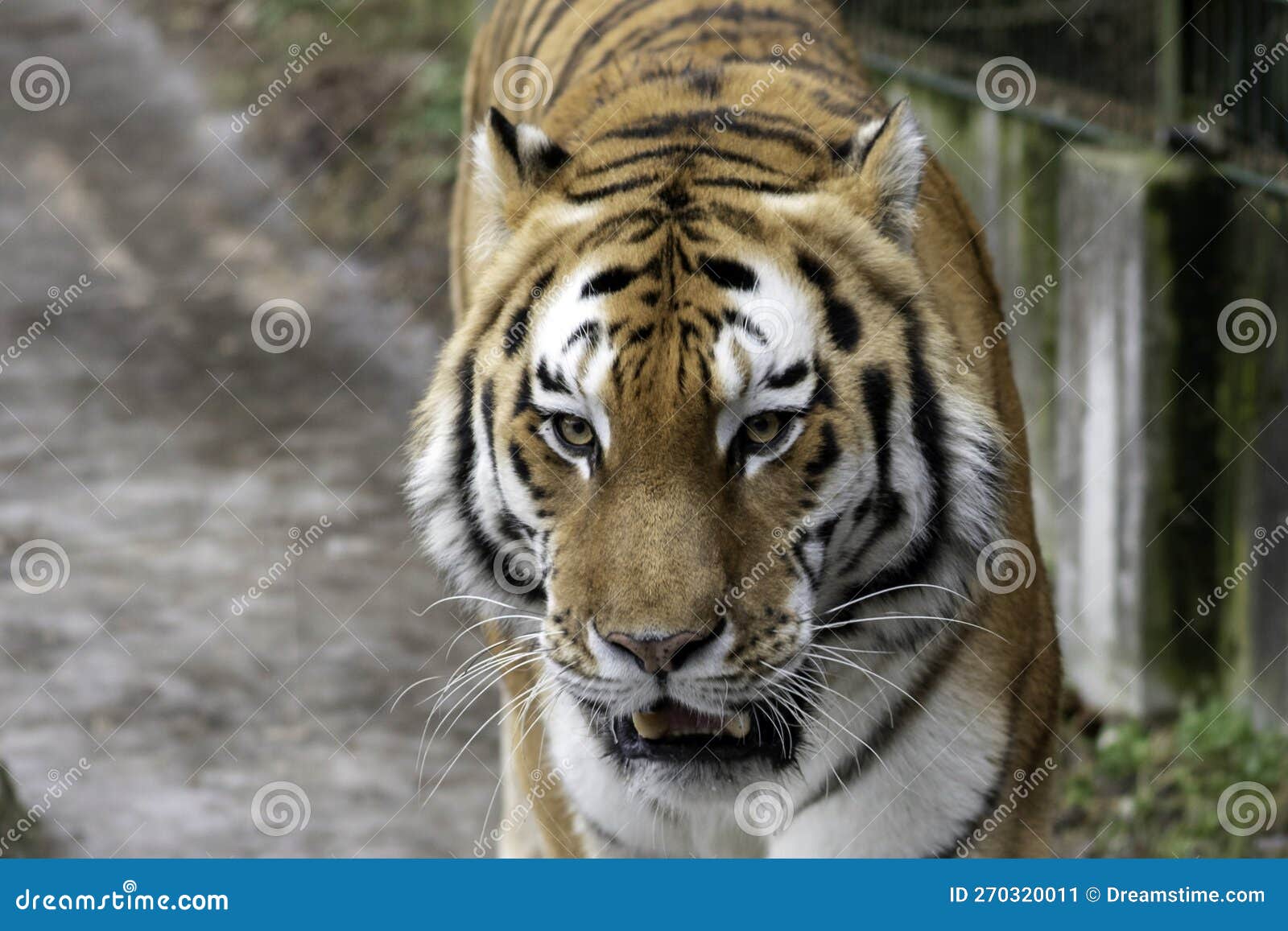 Tiger in Riga Zoo stock image. Image of tiger, feline - 270320011