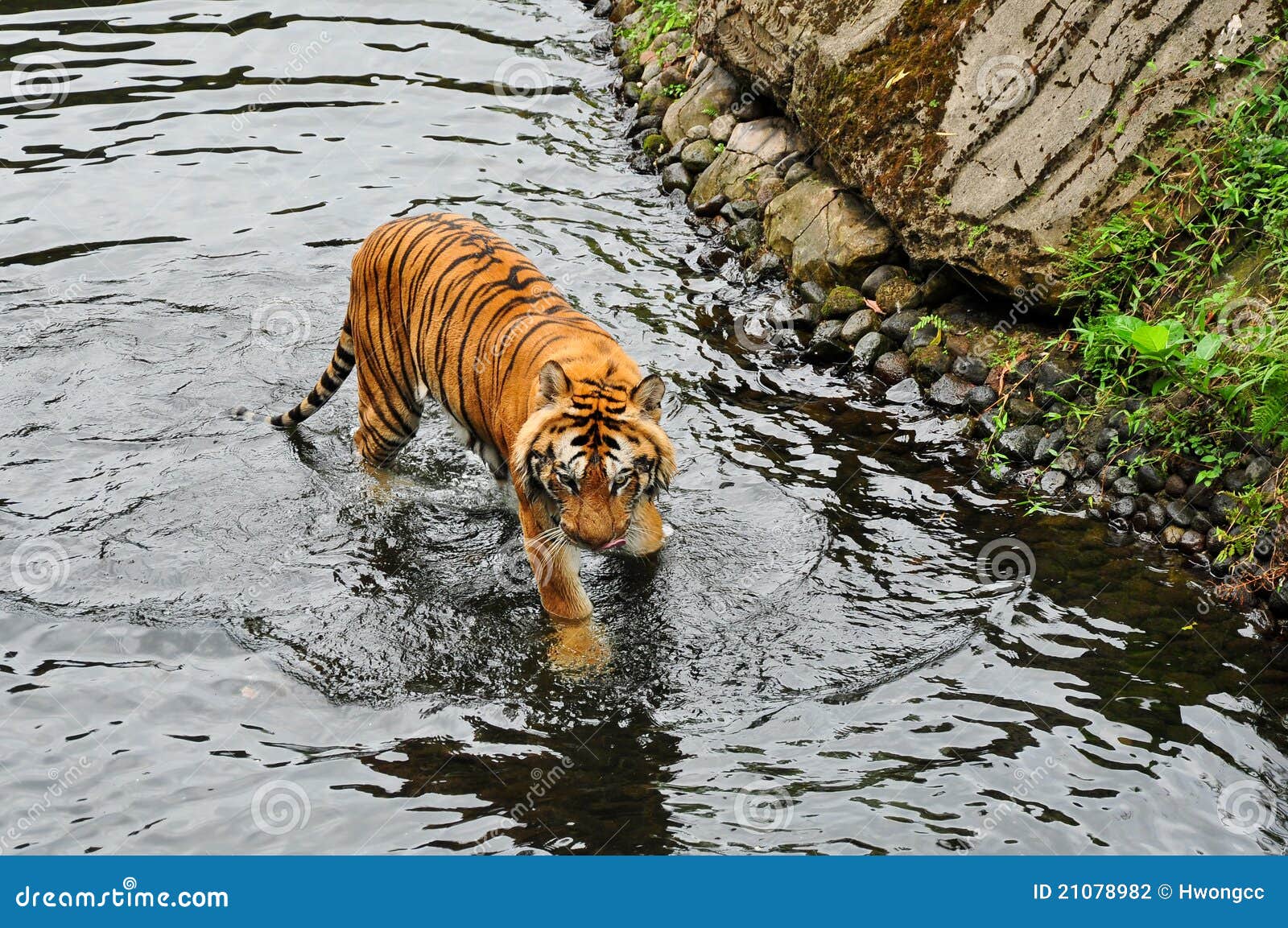 Tiger in river stock photo. Image of safari, tiger, animal - 21078982