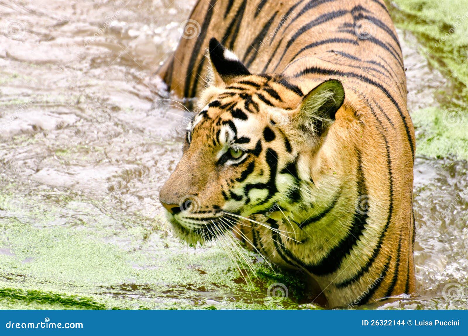 Tiger in a river stock photo. Image of bengal, water - 26322144