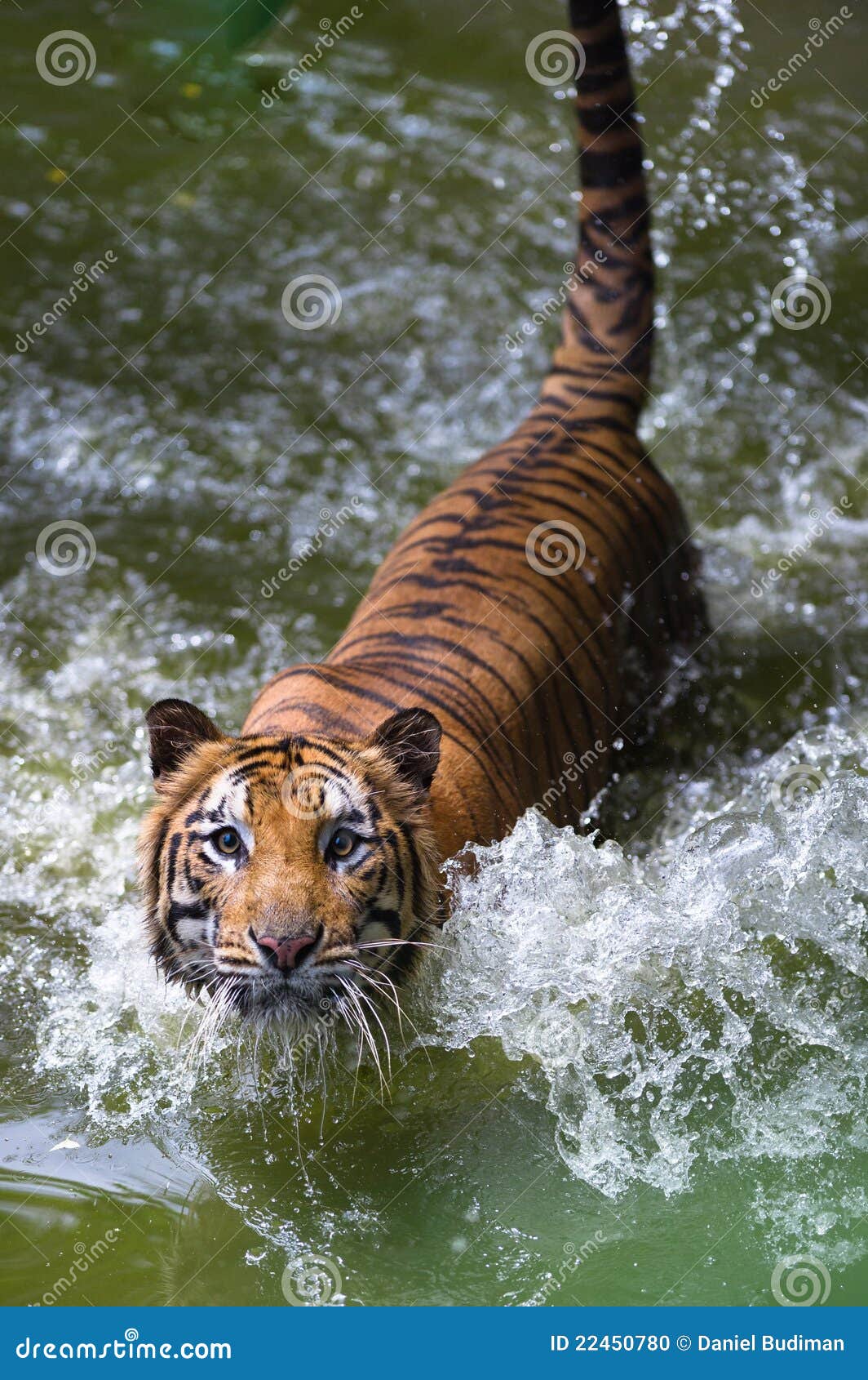 Tiger on river looking up stock photo. Image of feline - 22450780