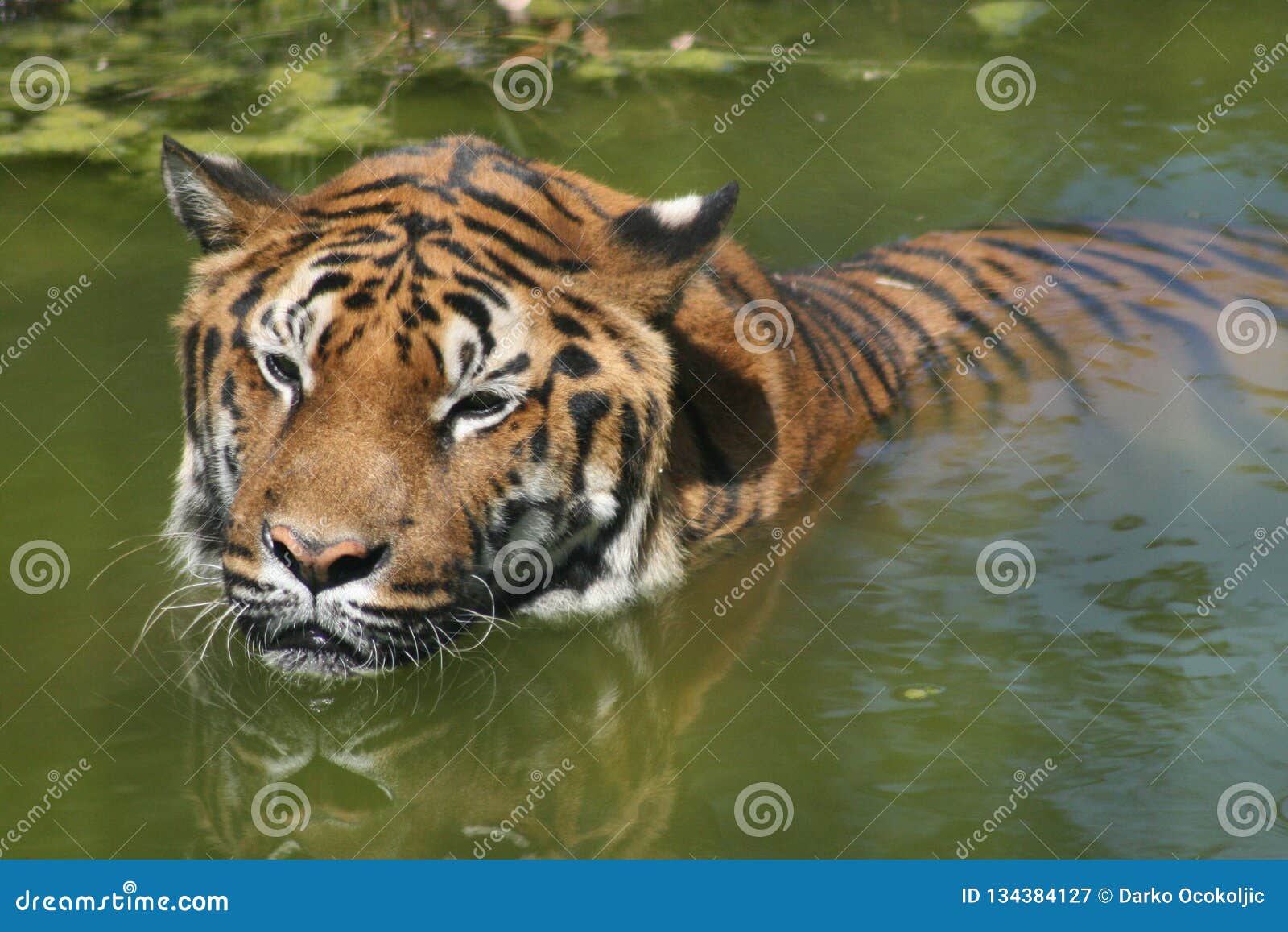 Tiger Bathing Royalty-Free Stock Image | CartoonDealer.com #87696832