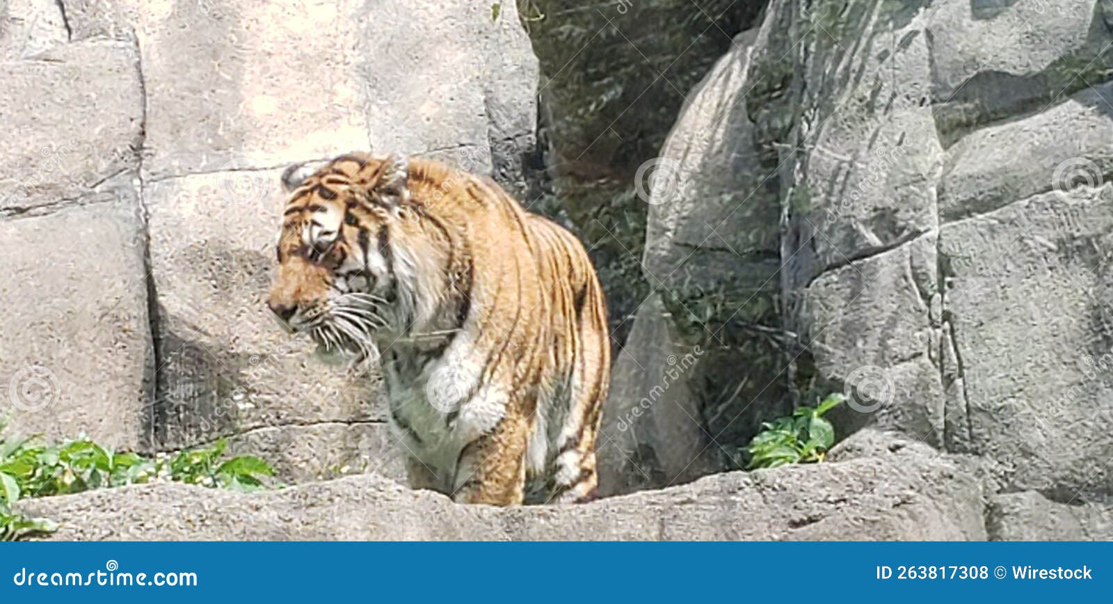 Big cat on the prowl stock photo. Image of carnivore - 263817308