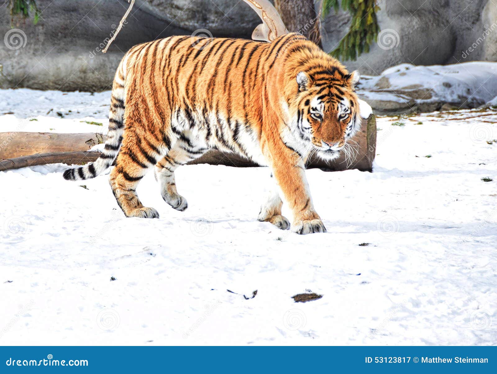 Tiger roaming on snow stock image. Image of walk, camera - 53123817