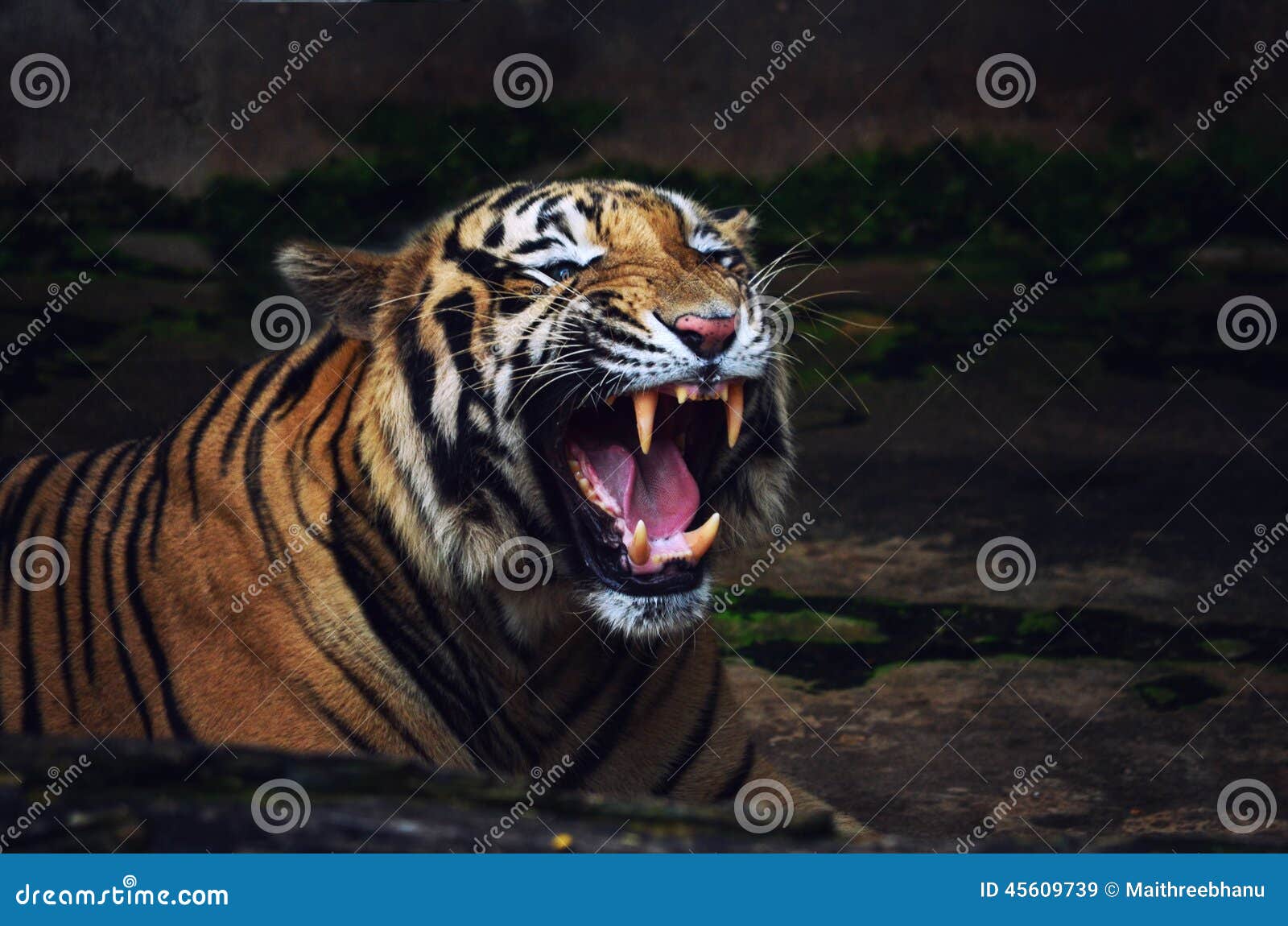 Tiger Roar image stock. Image du beauté, fourrure, endangered - 45609739